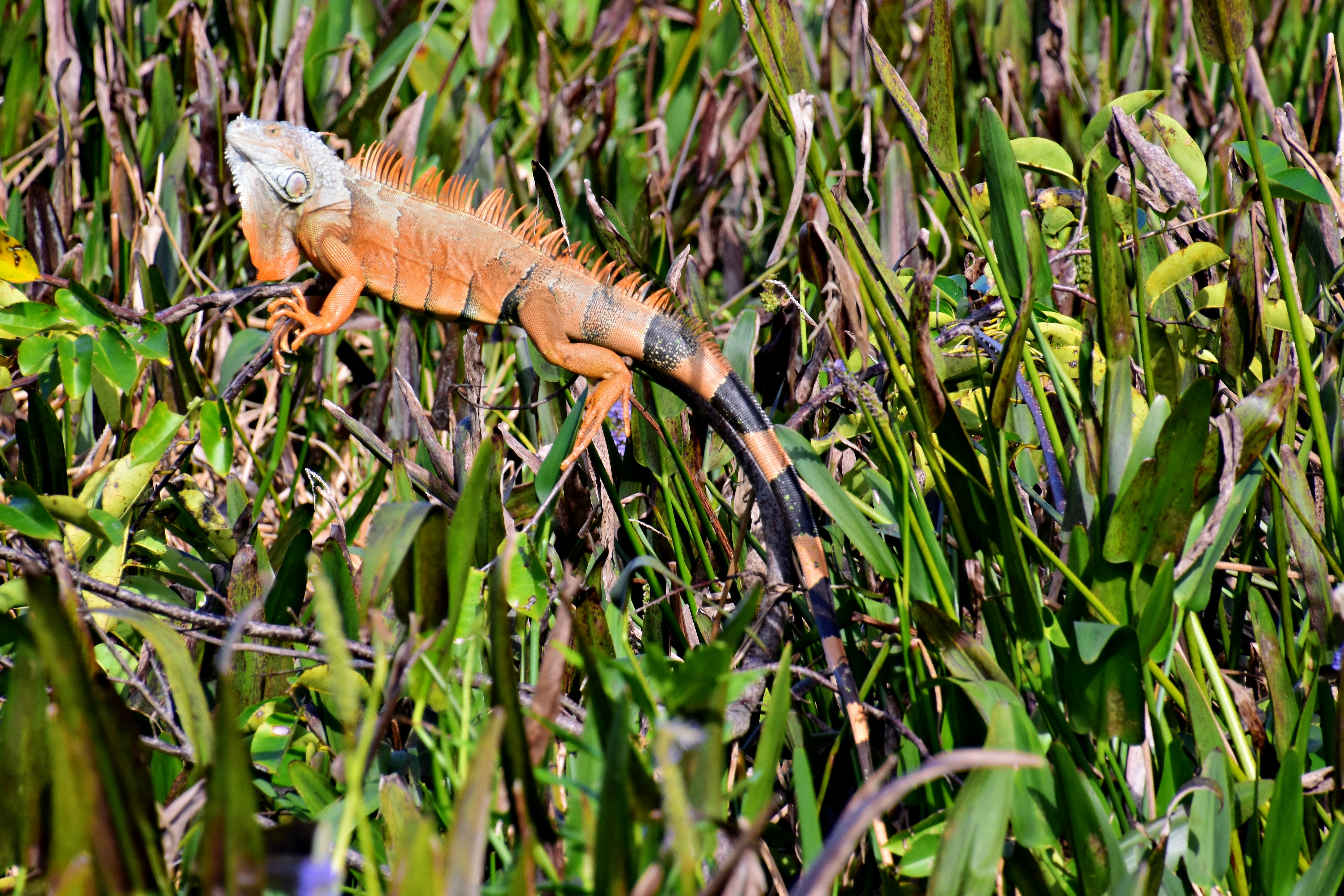Orange Anole Trek Through Marsh Grass