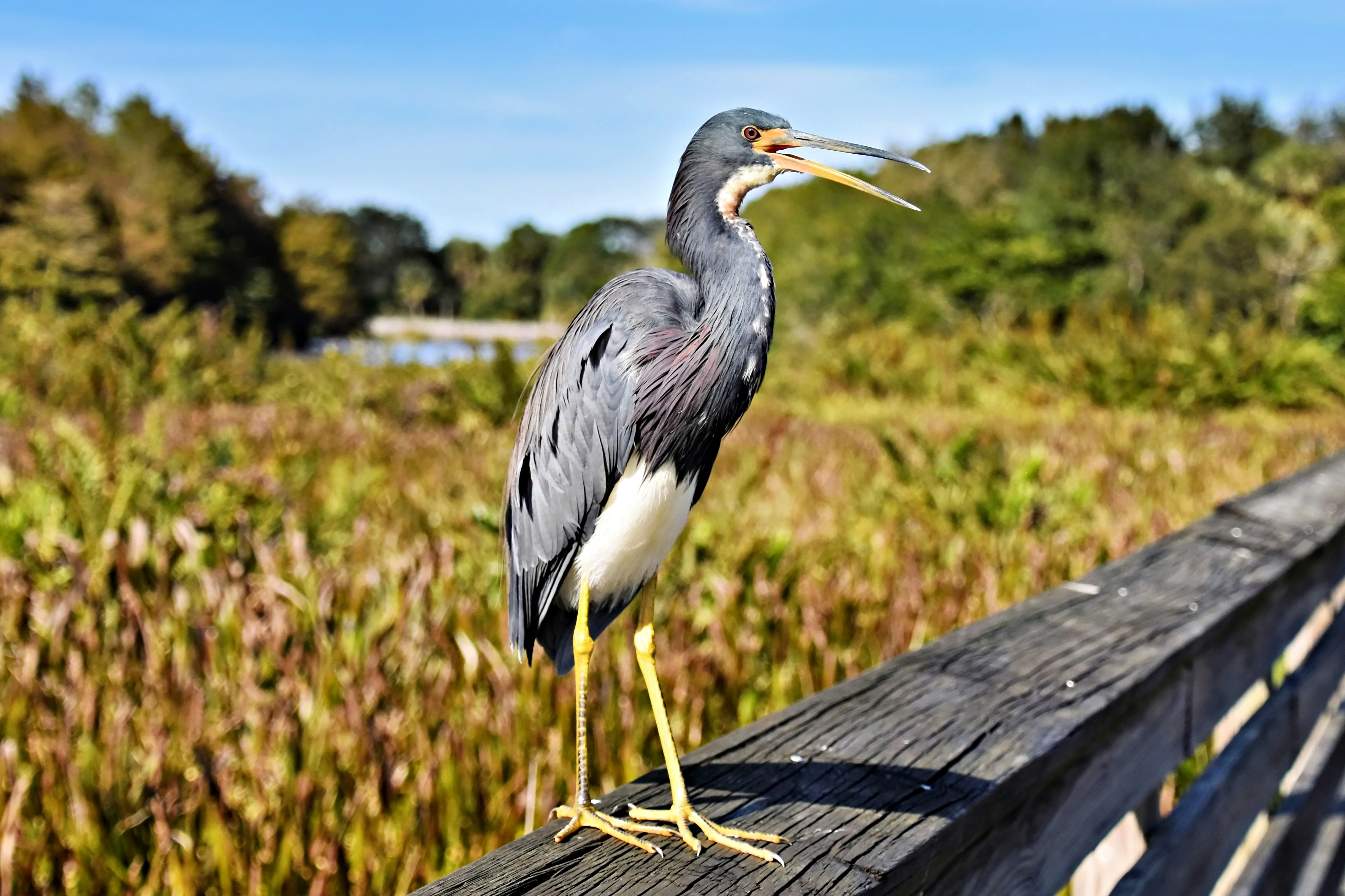 Heron on a Weathered Railing: A Moment of Catch and Calm