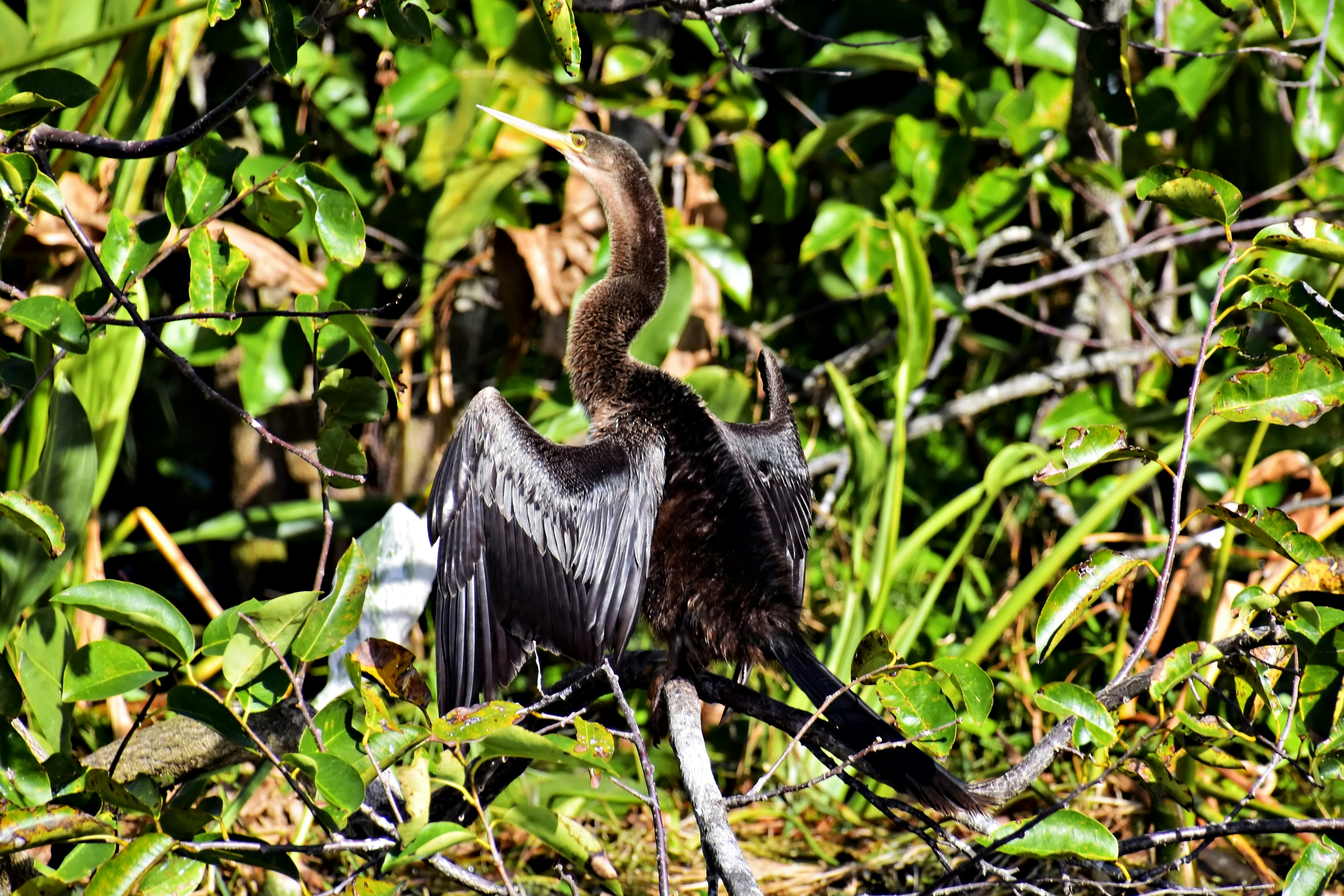 Heron in a Green Tangle: Striking Wings Amid Dense Foliage