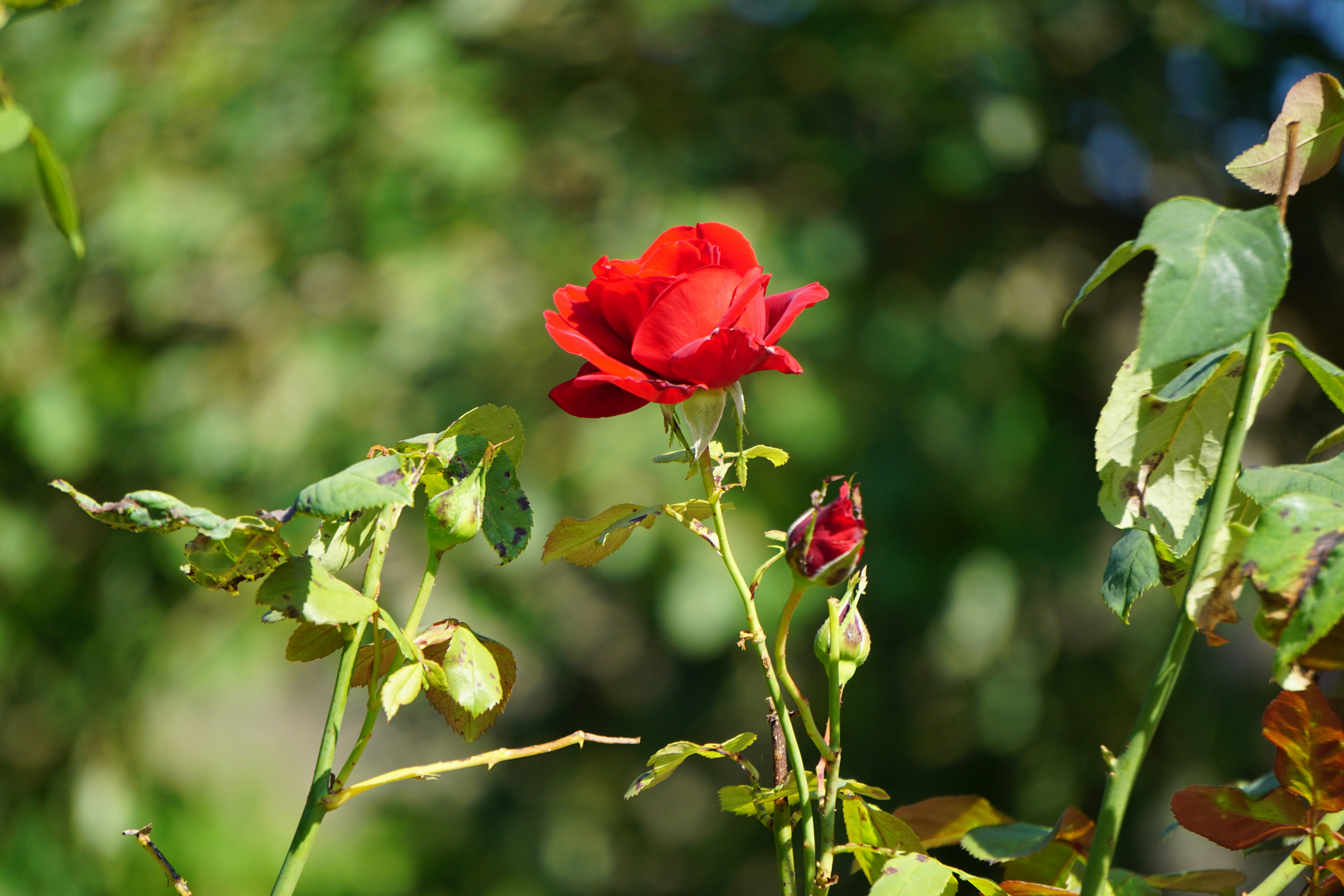 Crimson Bloom Amid Green Quiet