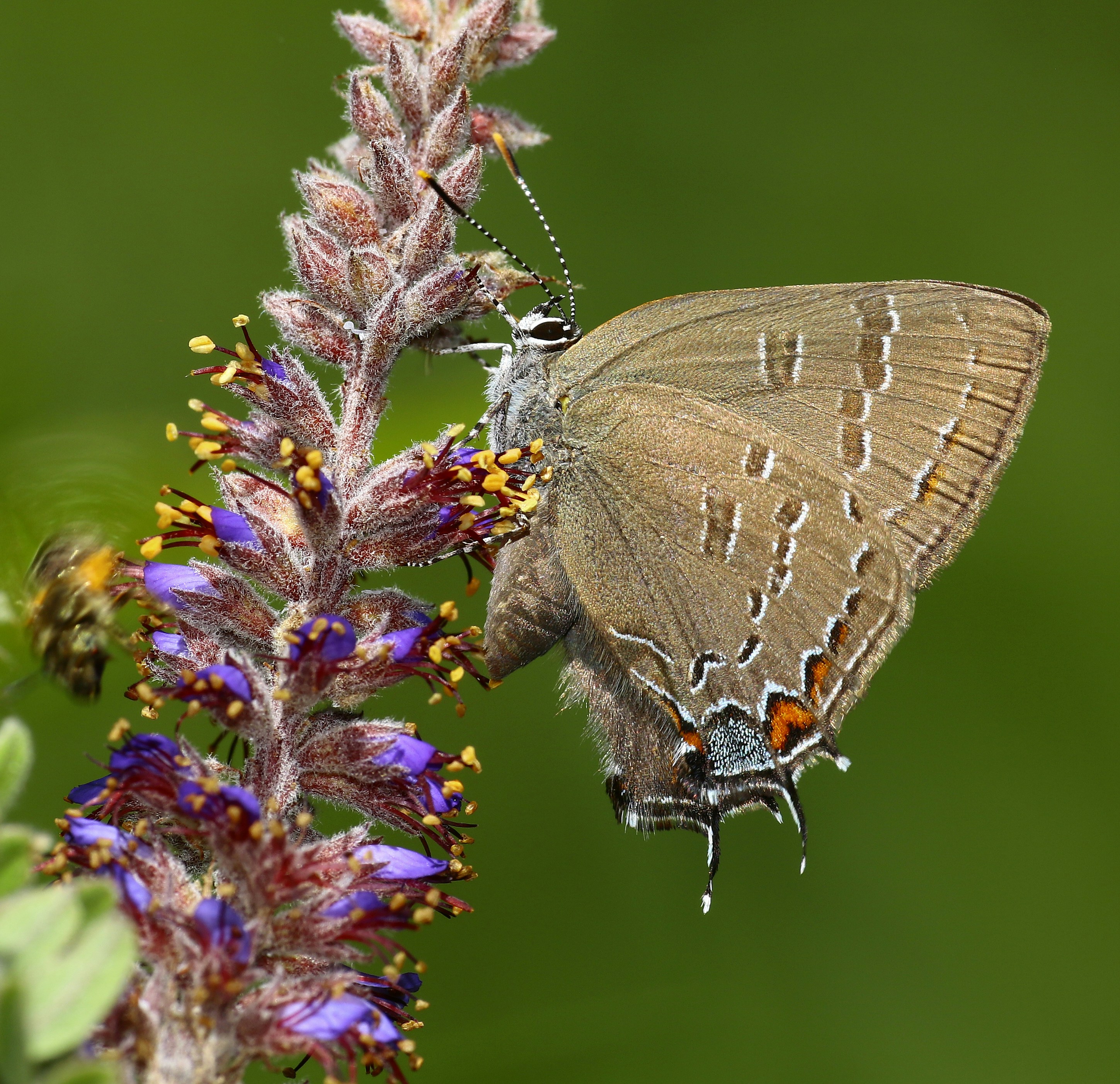 Brown Hairstreak in Bloom: A Quiet Moment on Purple Spires