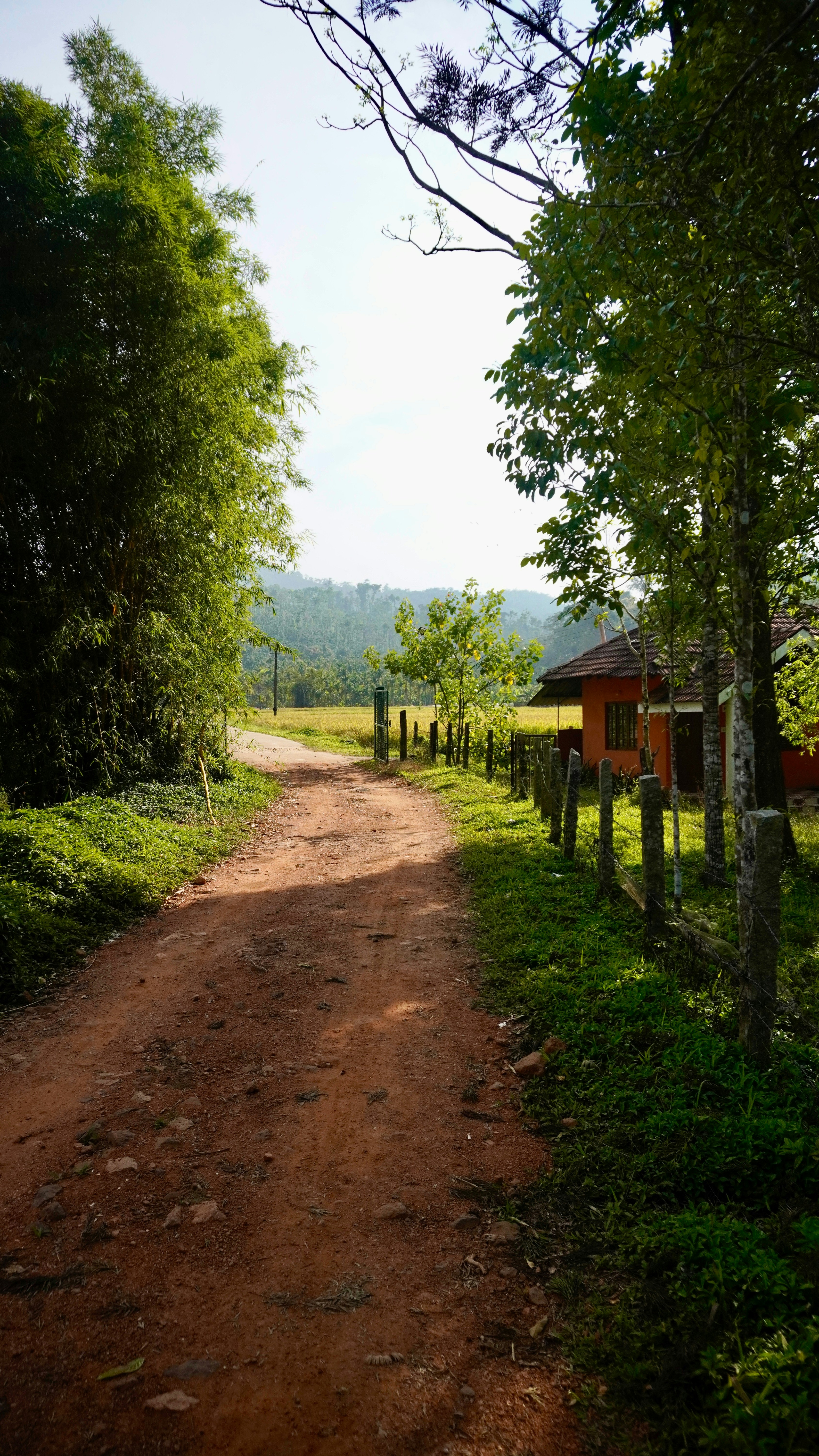 Rural Pathway: Sunlit Dirt Road Between Fence and Trees