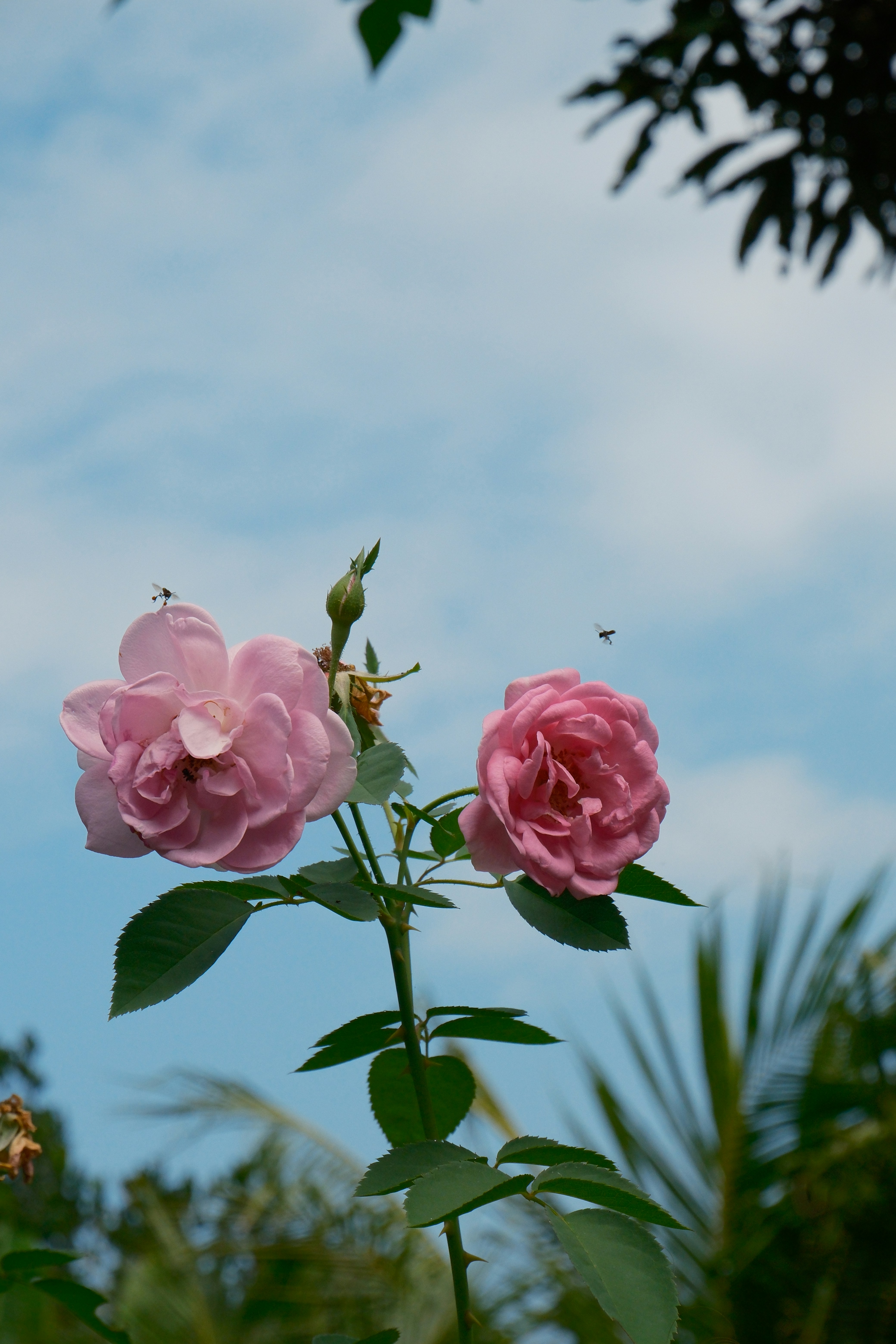 Pink Roses in Skylight: A Macro Moment Above the Garden