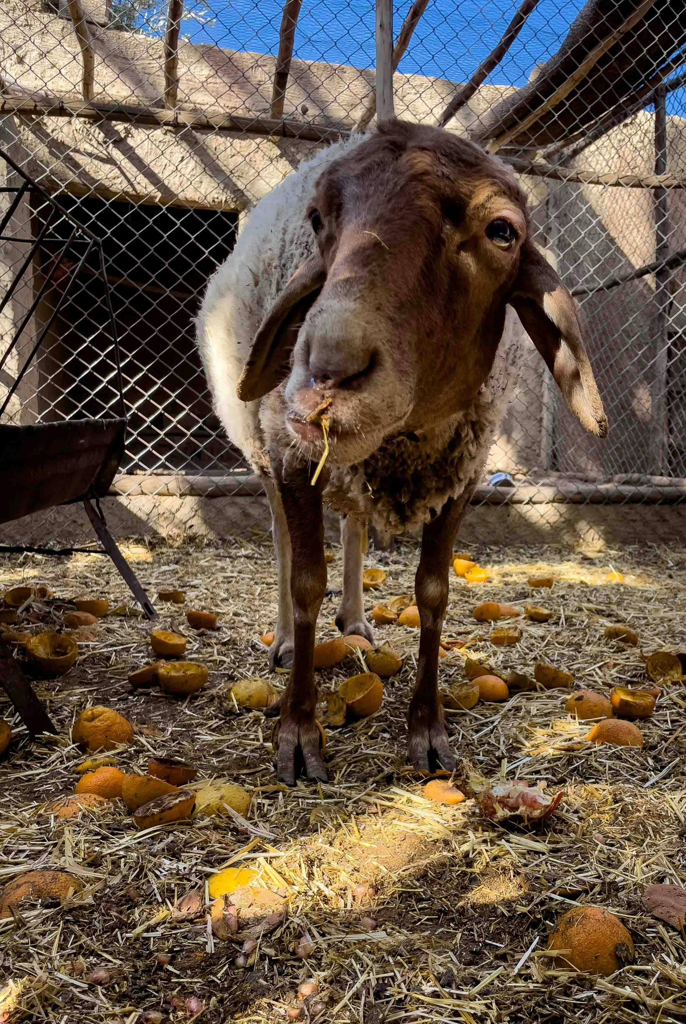 Curious Goat Centerstage: A Curious Gaze Beneath a Chain-Link Roof