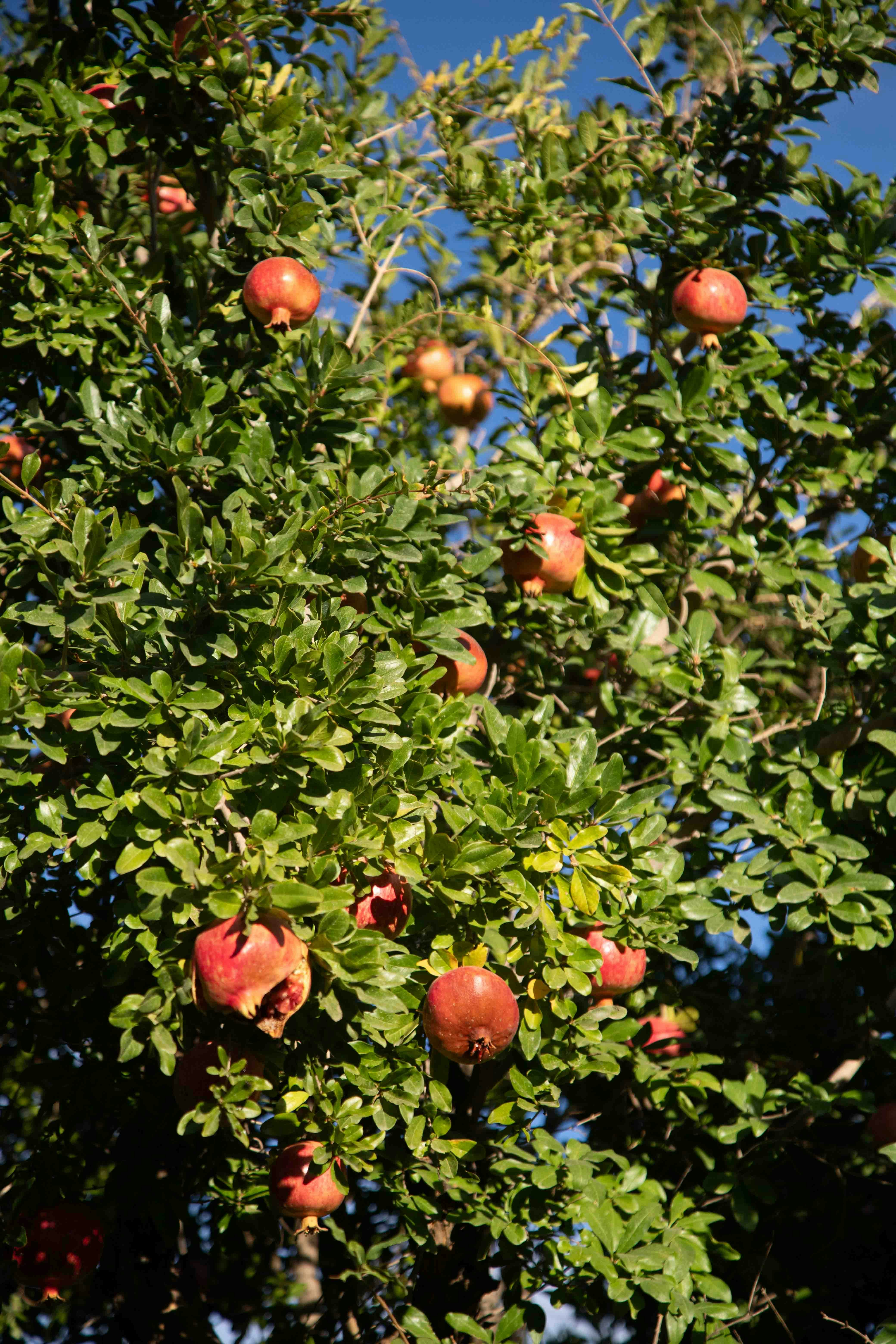 Pomegranate Trellis Under a Clear Sky