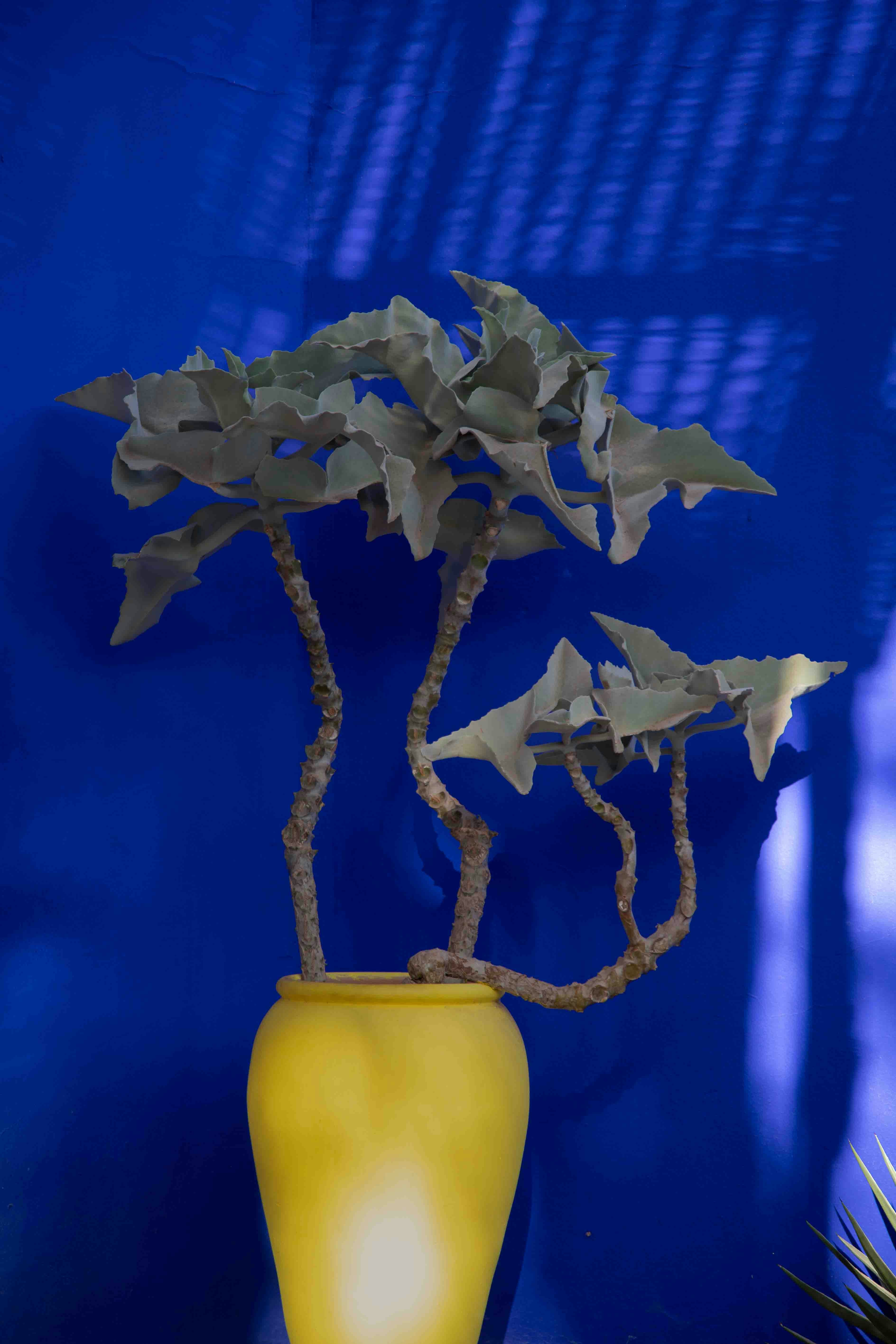Yellow Vase with Bending Bonsai Against a Royal Blue Backdrop
