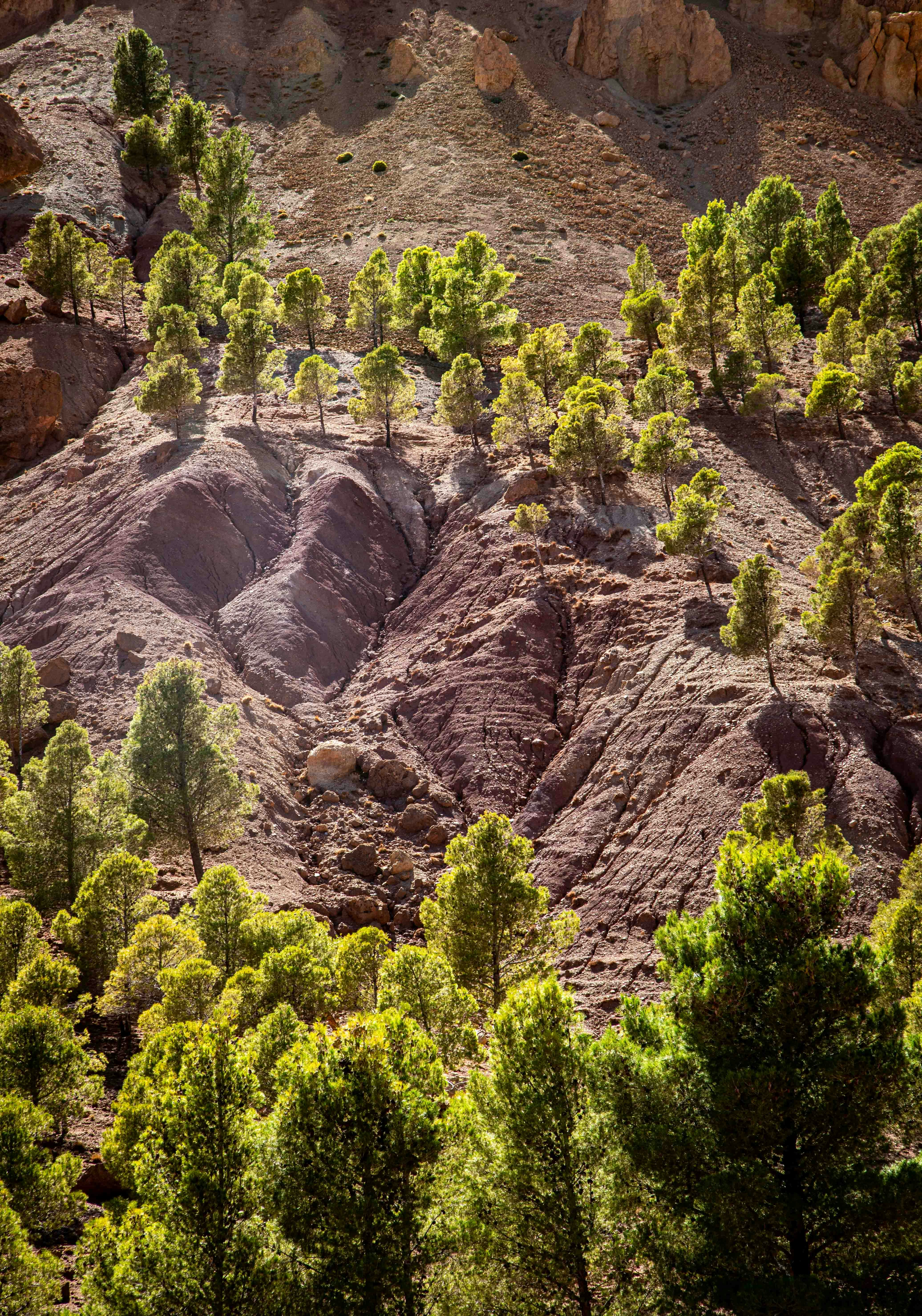 Echoes of Green on Weathered Clay