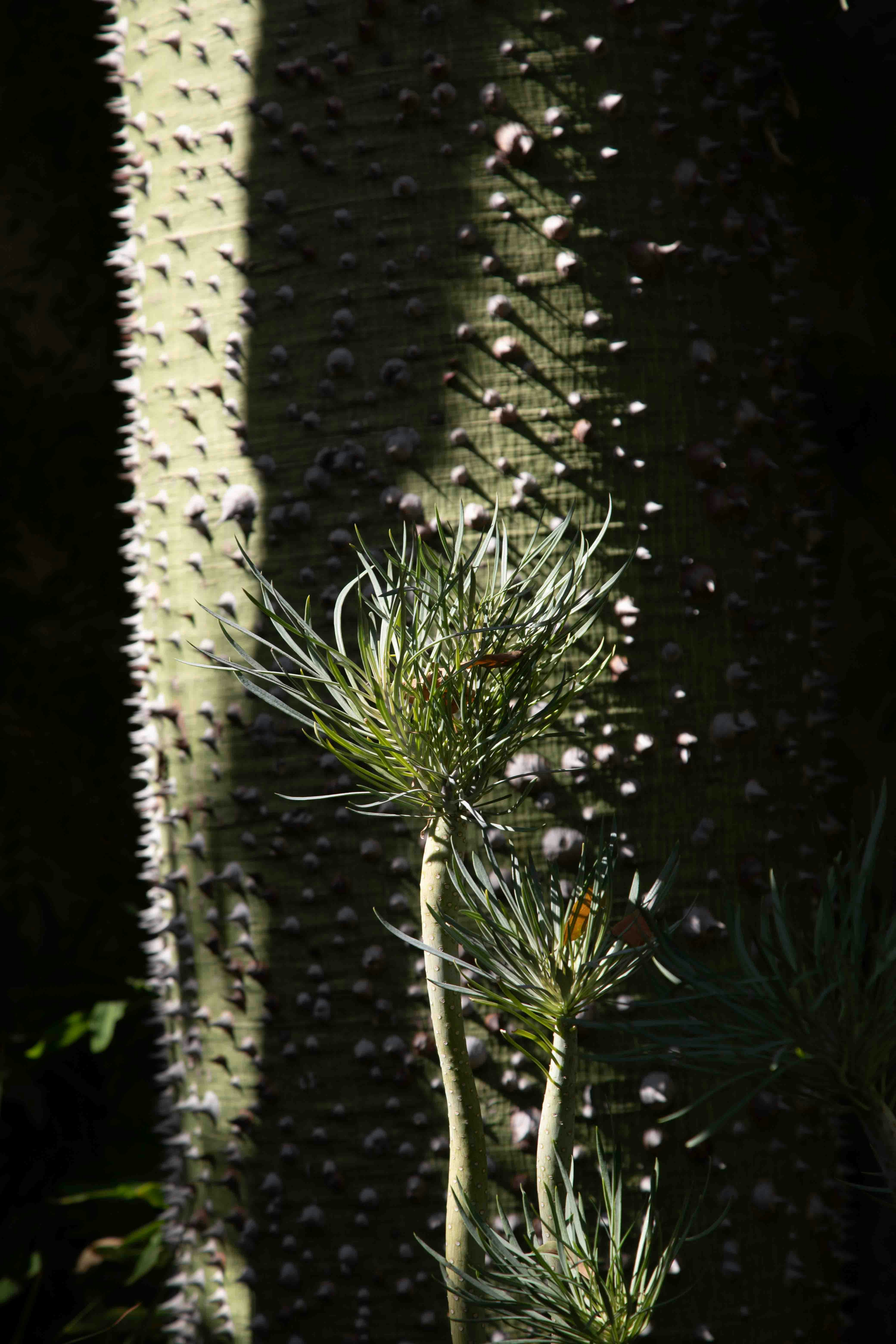 Desert Crown: Aerial Pineapple-Like Blooms Amid Cactus Columns