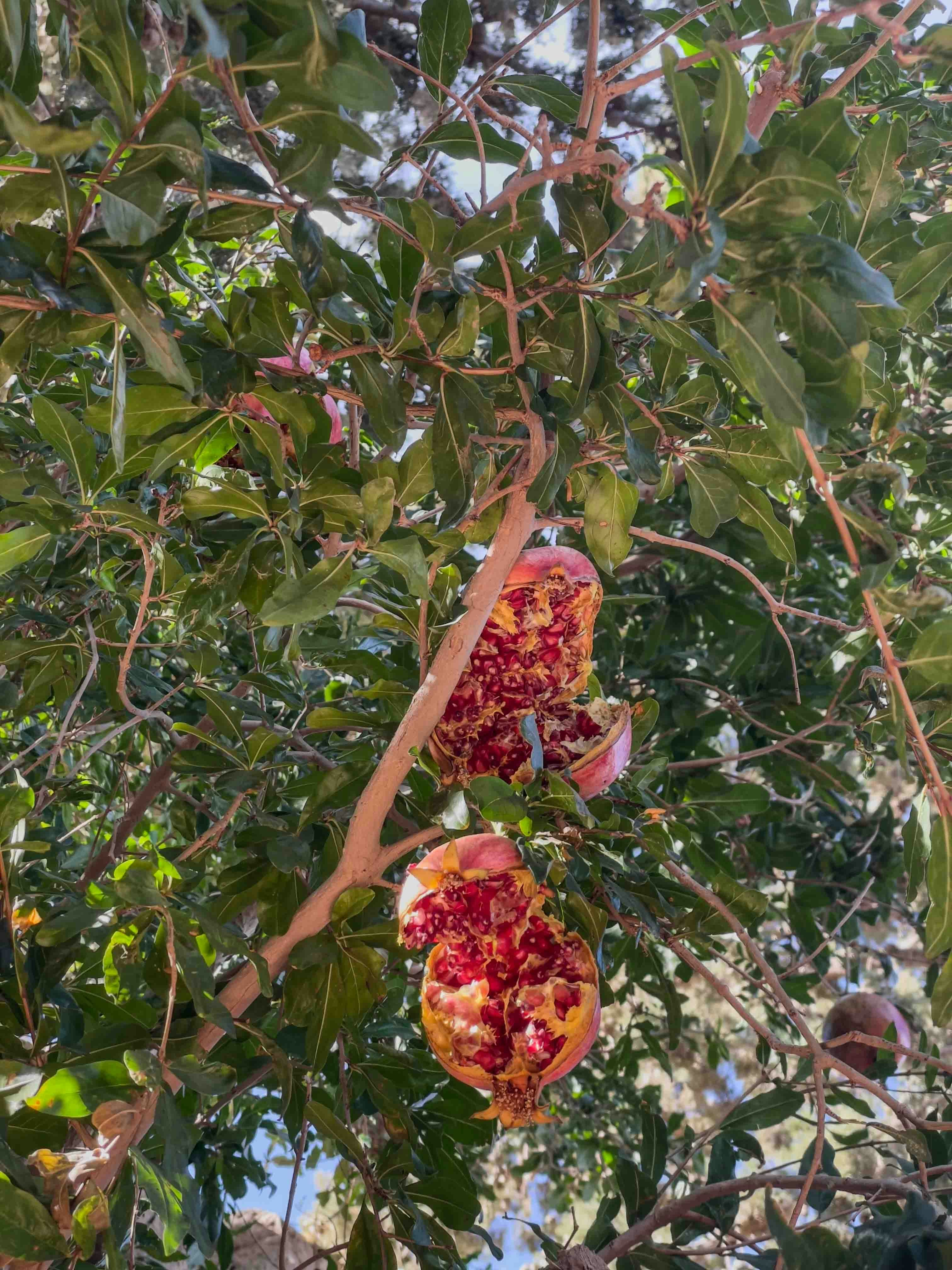 Crimson Fruit on a Garden Moonlit Branch