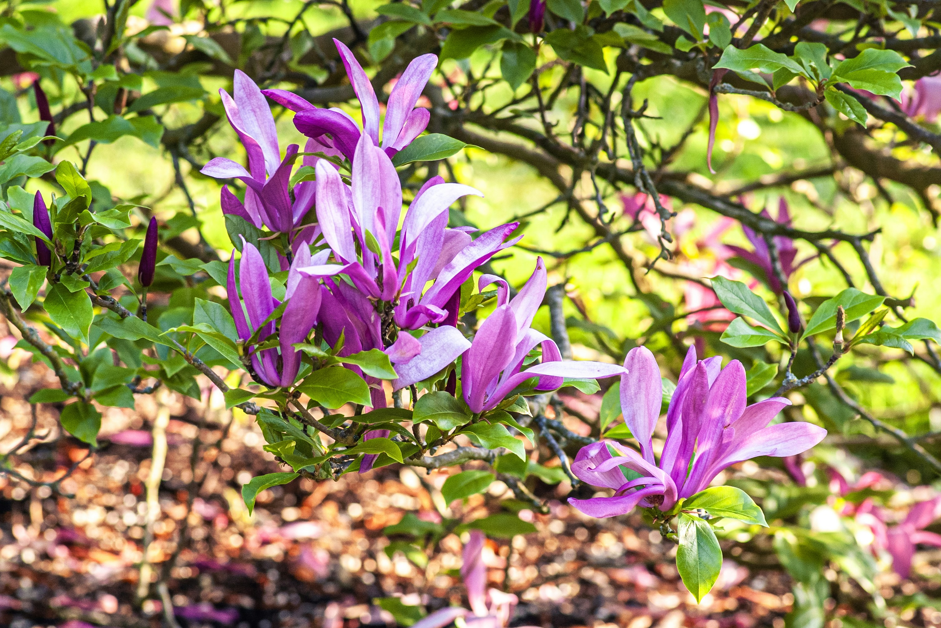 Pink Magnolia Blooms Amid Lush Greenery