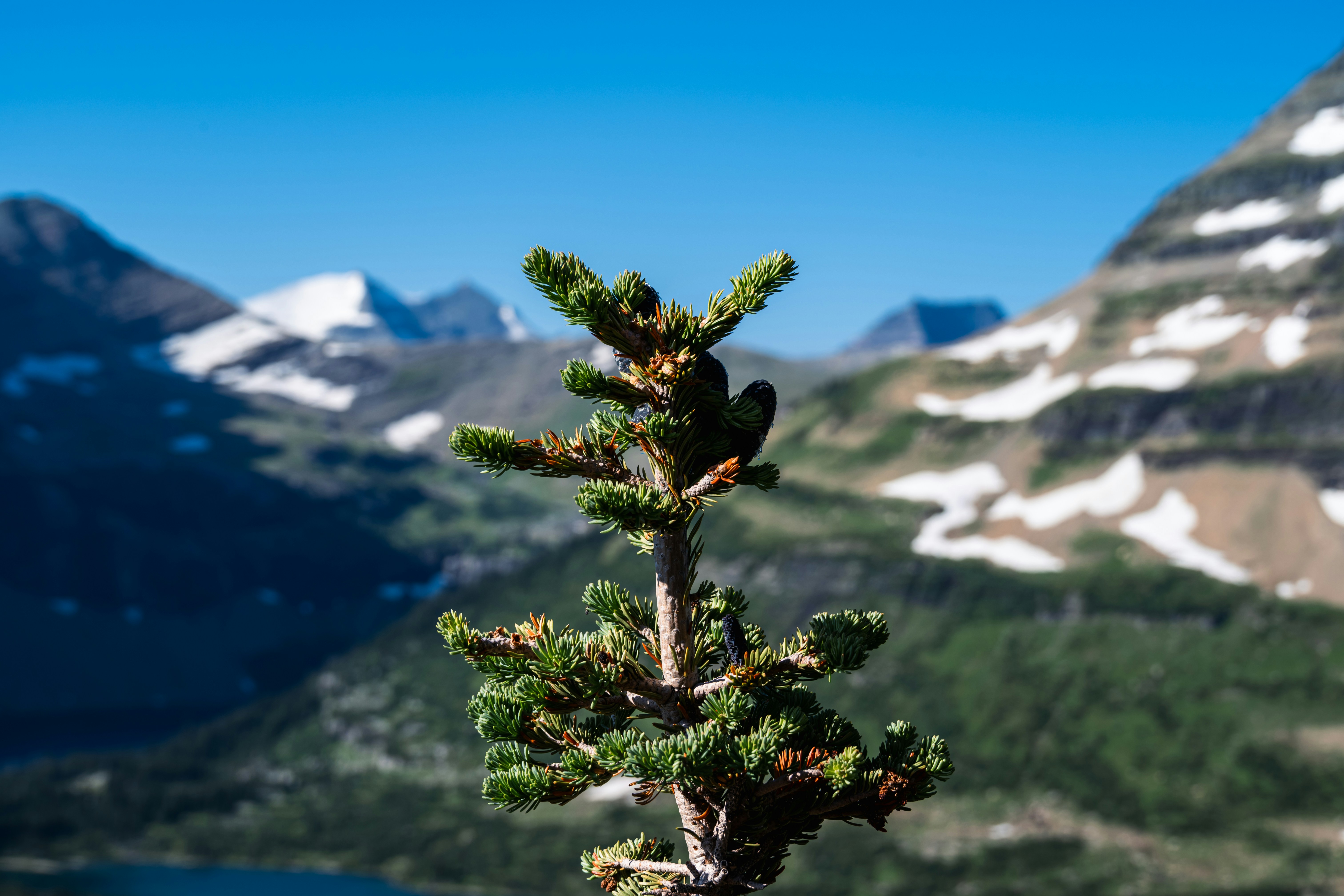 Branching Peak: A Pine Foreground Framing Snowy Alps