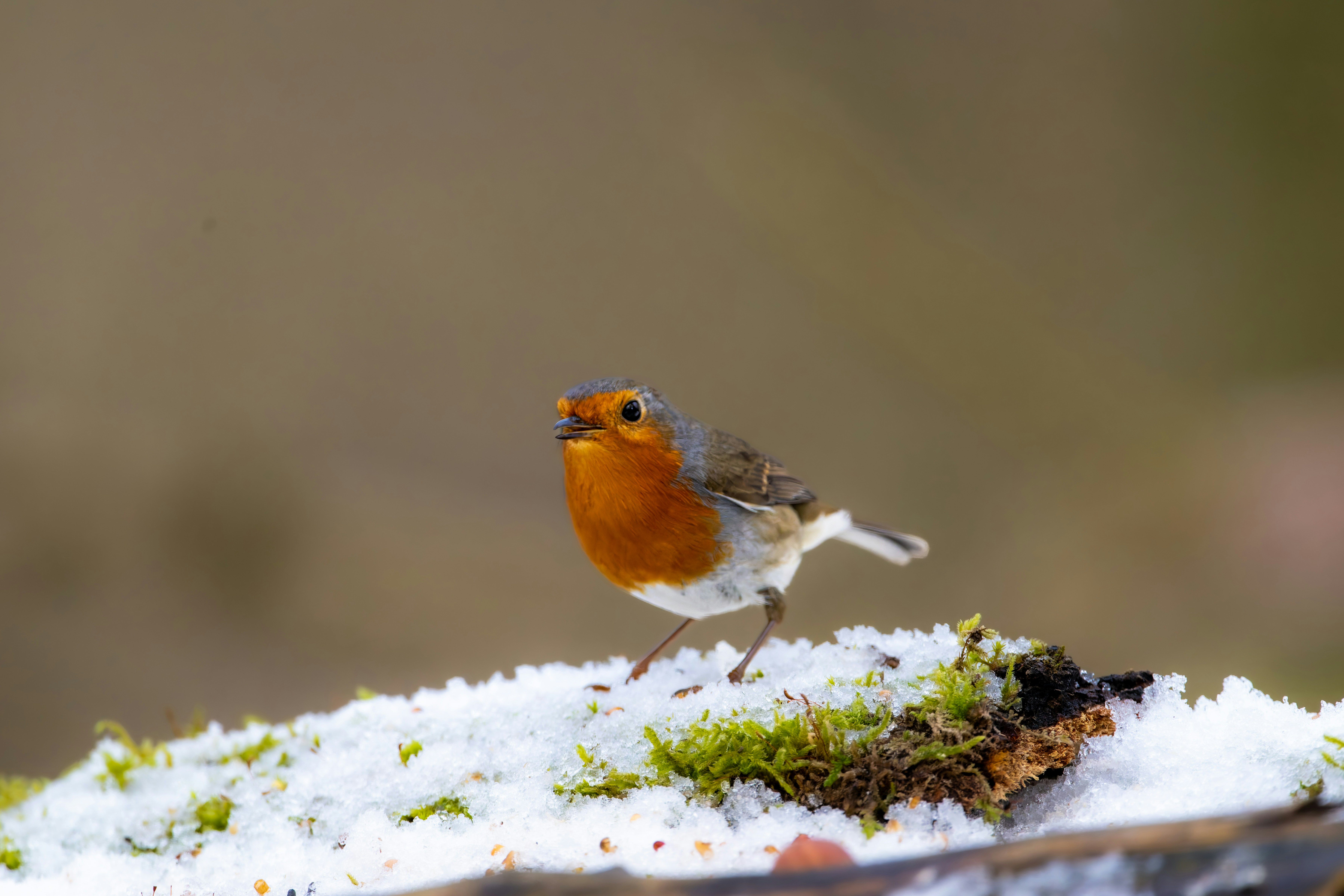 Robin on Snow-Covered Log at Drowsy Dusk