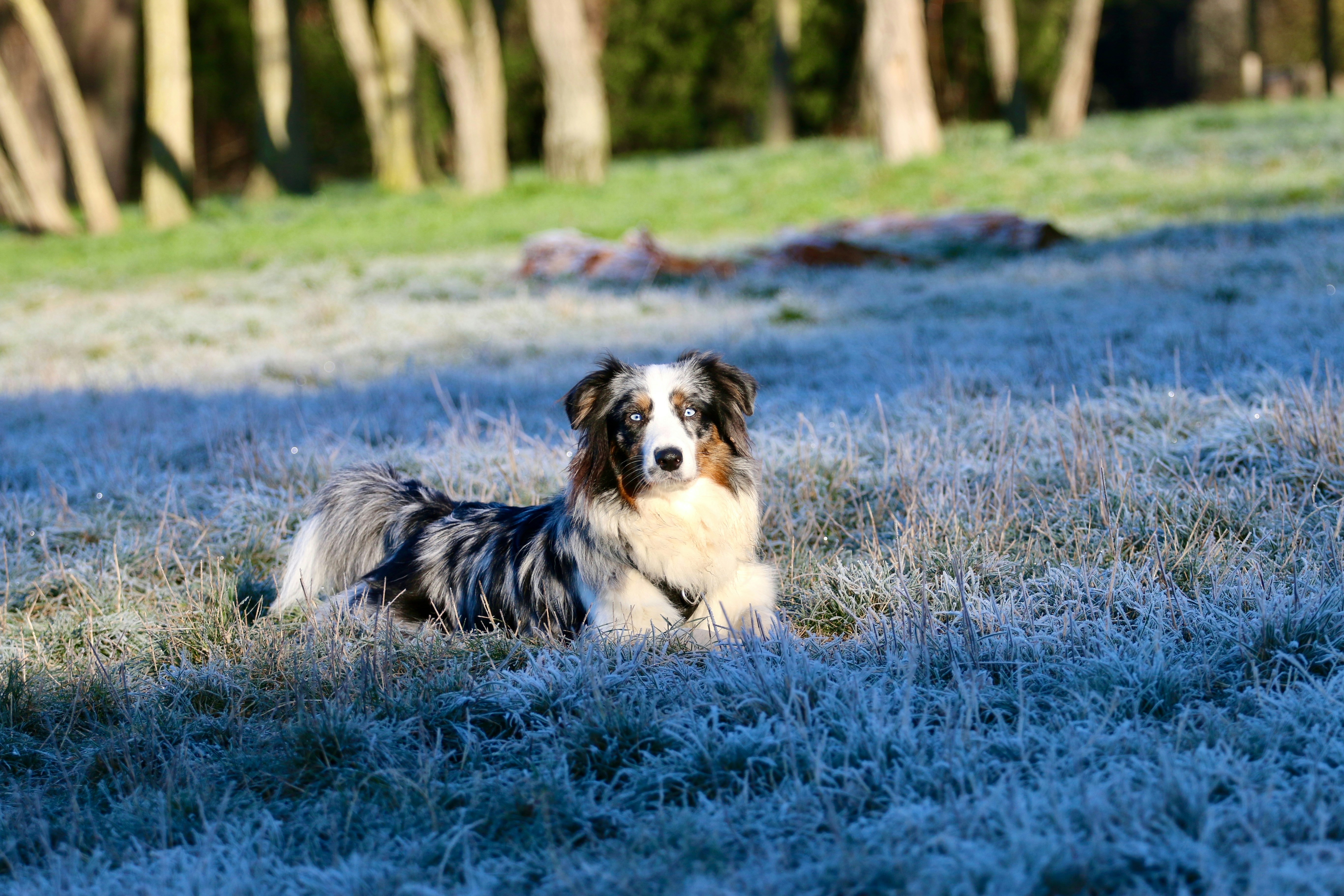 Early frost, calm sun: a Shetland-like dog resting in blue-tinged grass