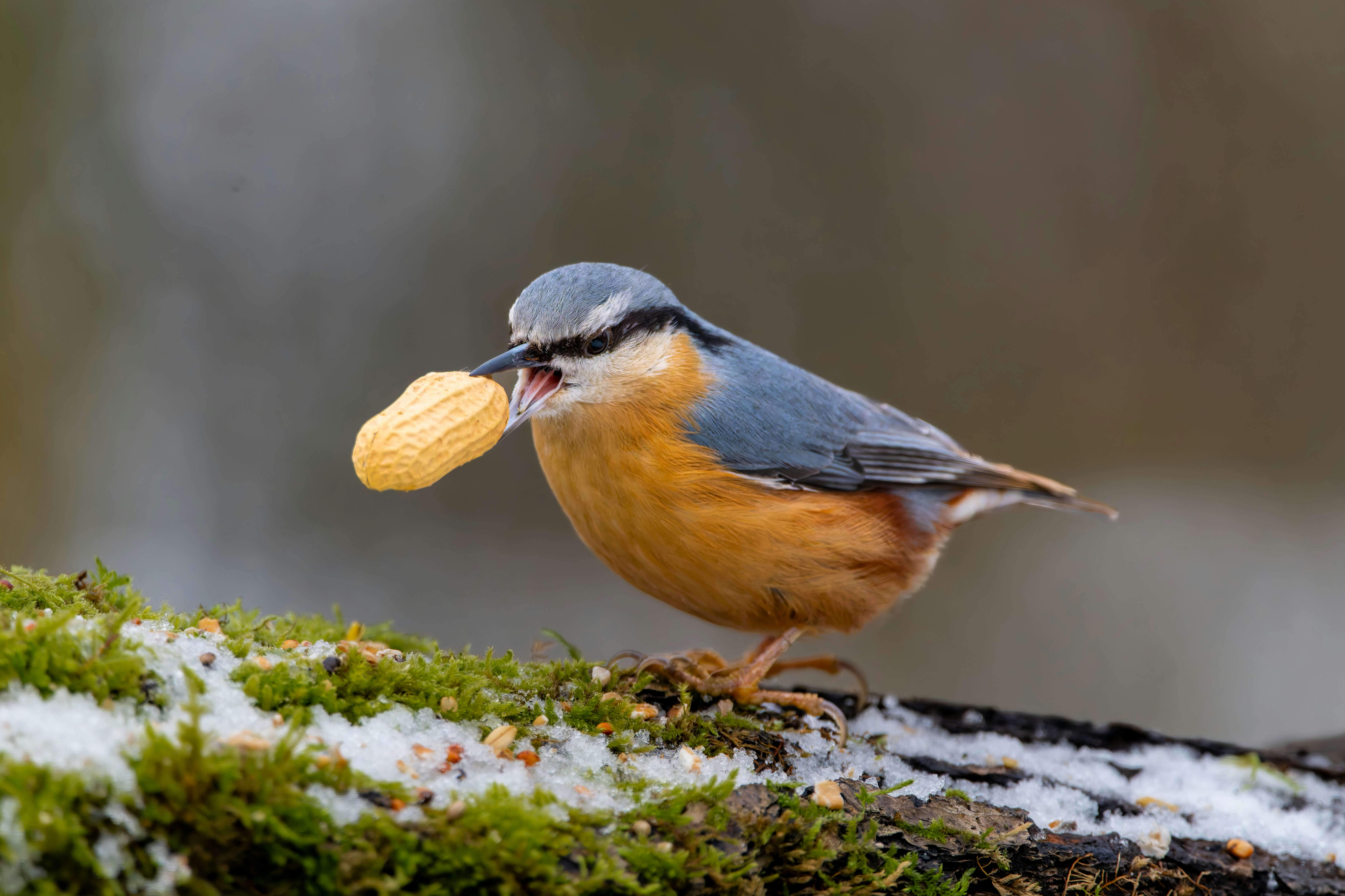 A Tiny Snack in Frosty Light