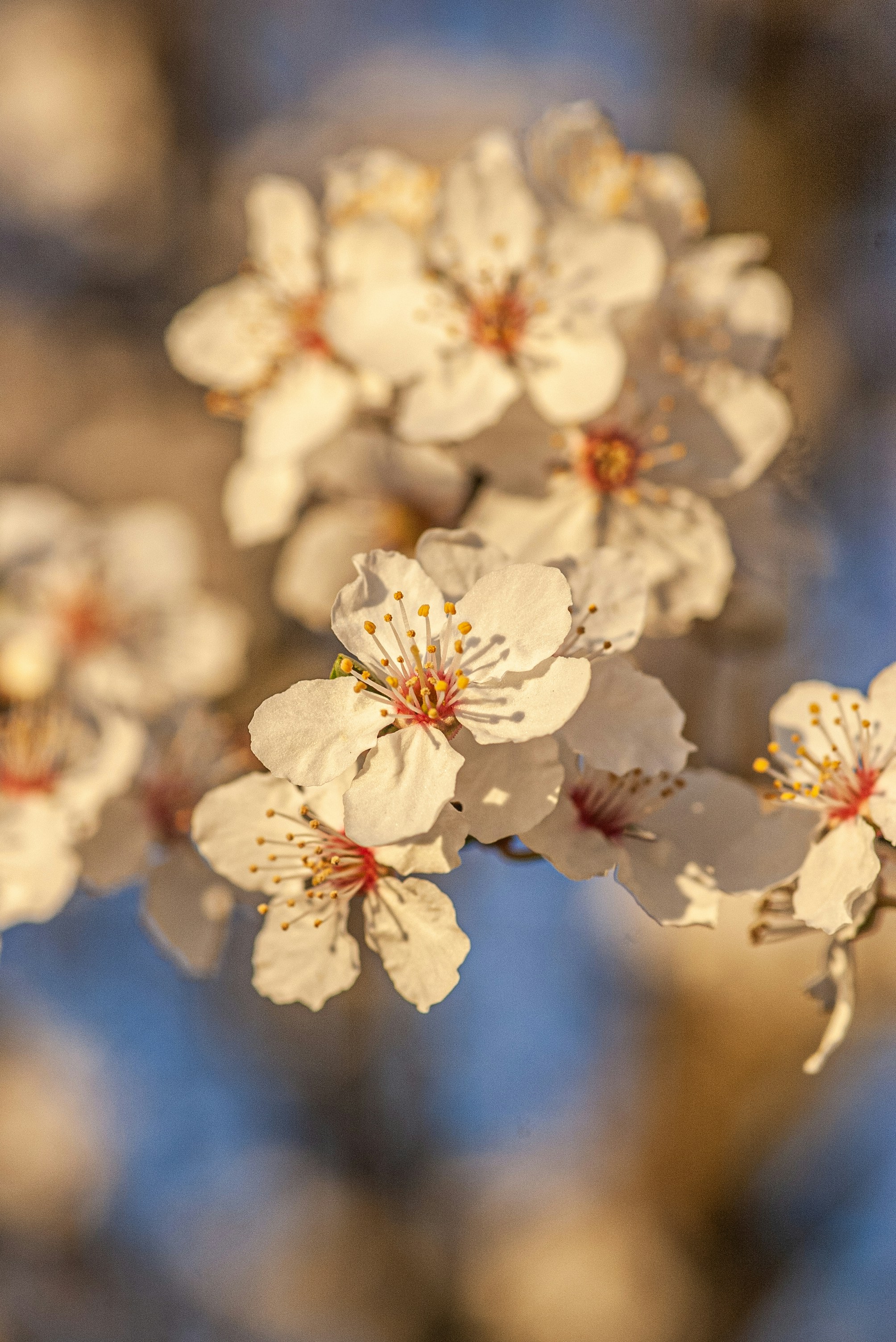 Sunlit Cherry Blossoms in Soft Focus