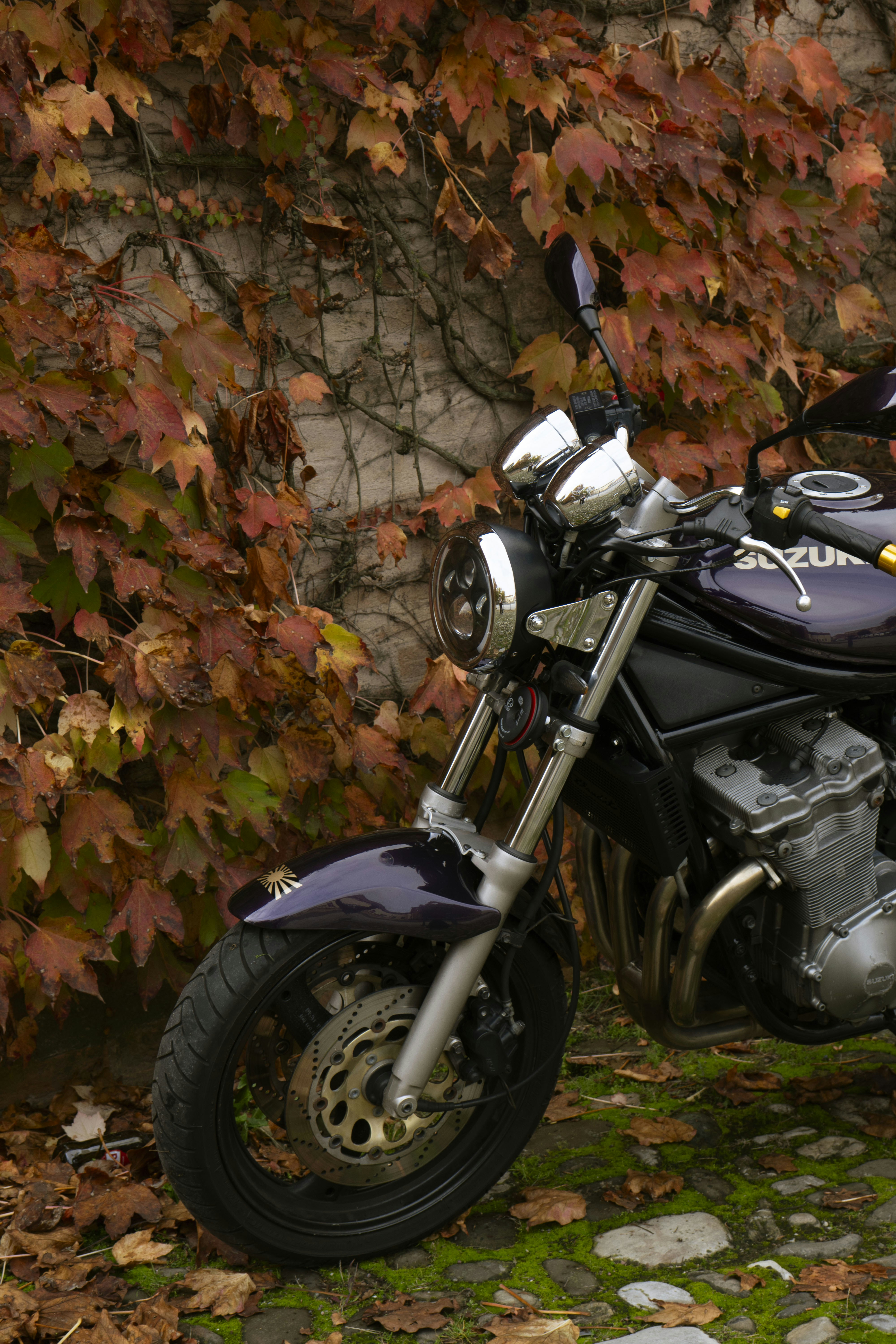 Hidden Power: A Purple Suzuki Resting Among Autumn Vines