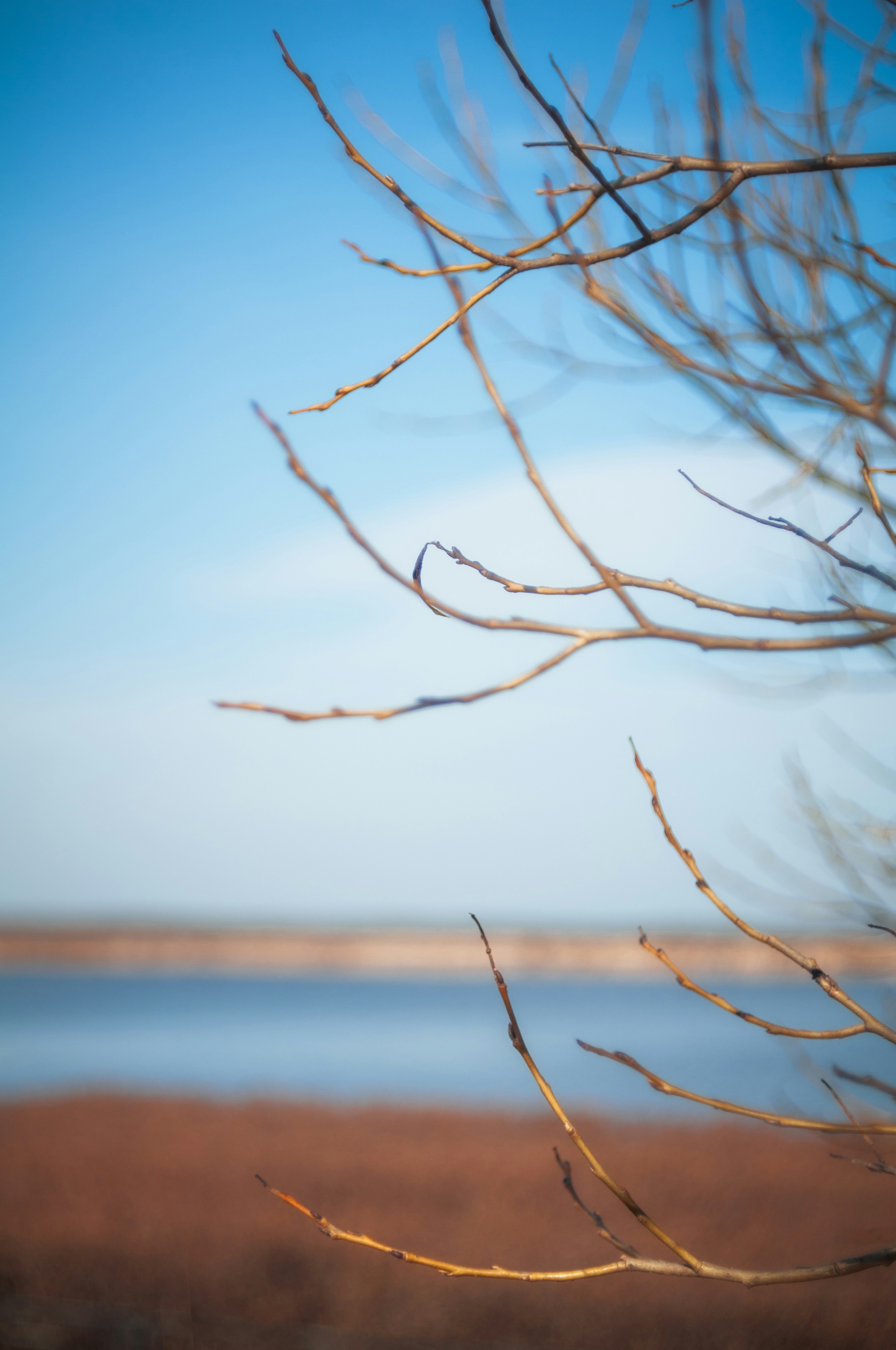 Windkissed Branches Against a Quiet Seascape