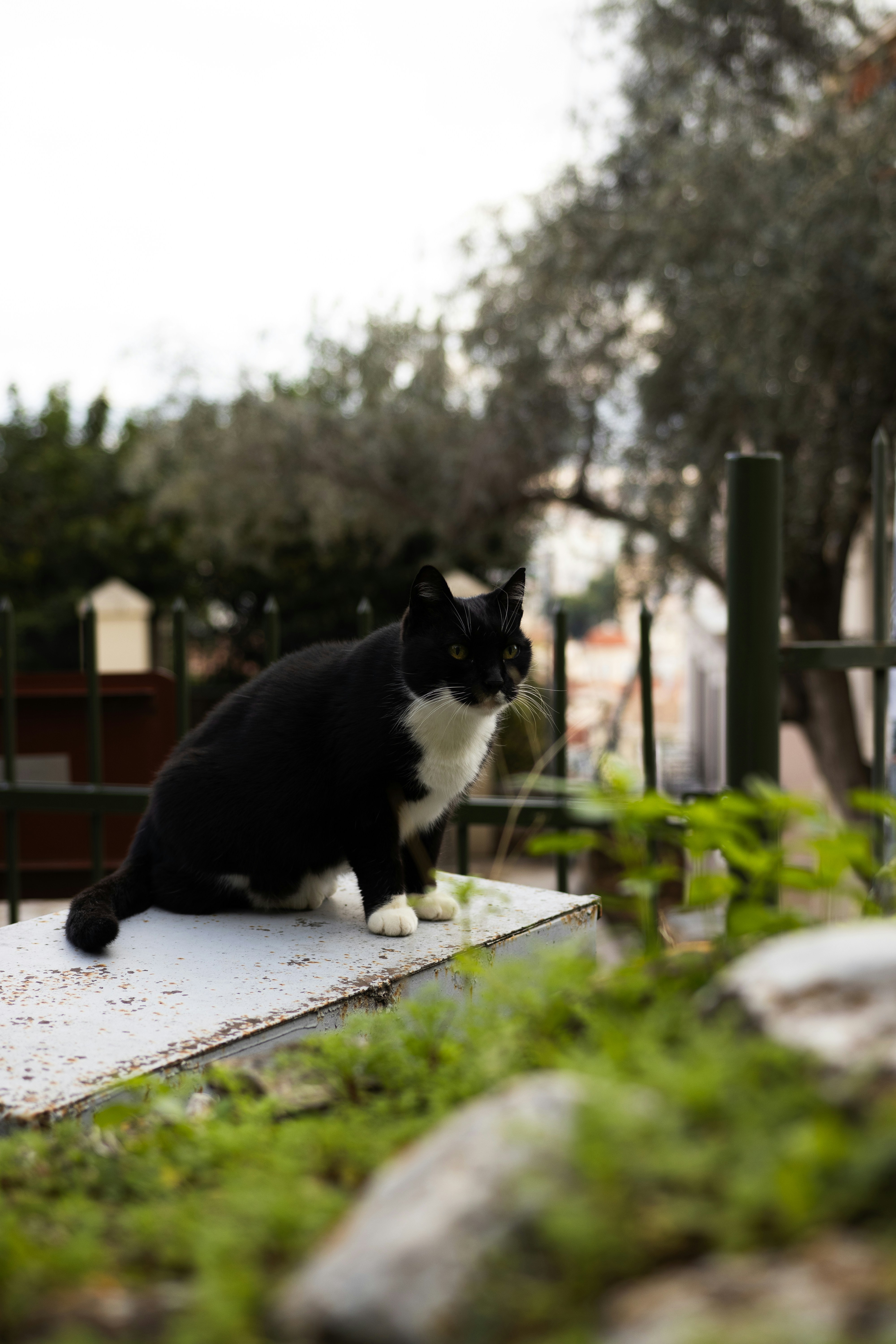 On the Edge: A Curious Cat Poised on a Metal Platform