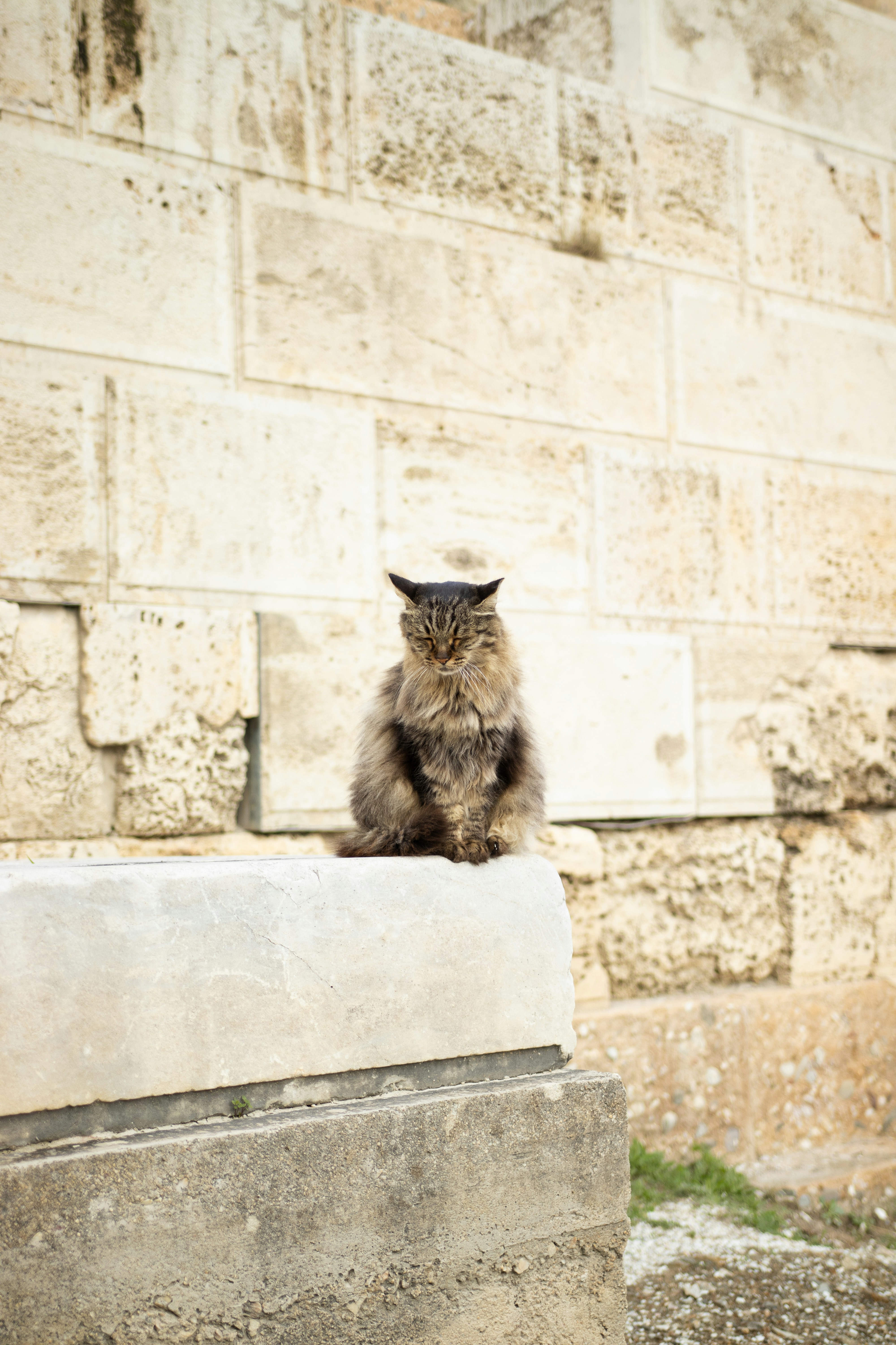 Sunlit Sentinel: A Curious Cat on the Stone Pedestal