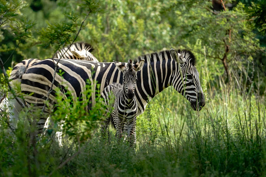 Two zebras stand partially hidden among tall grass and foliage in a sunlit meadow, their black-and-white stripes standing out against the greenery. A natural wildlife scene with a calm, grazing moment.