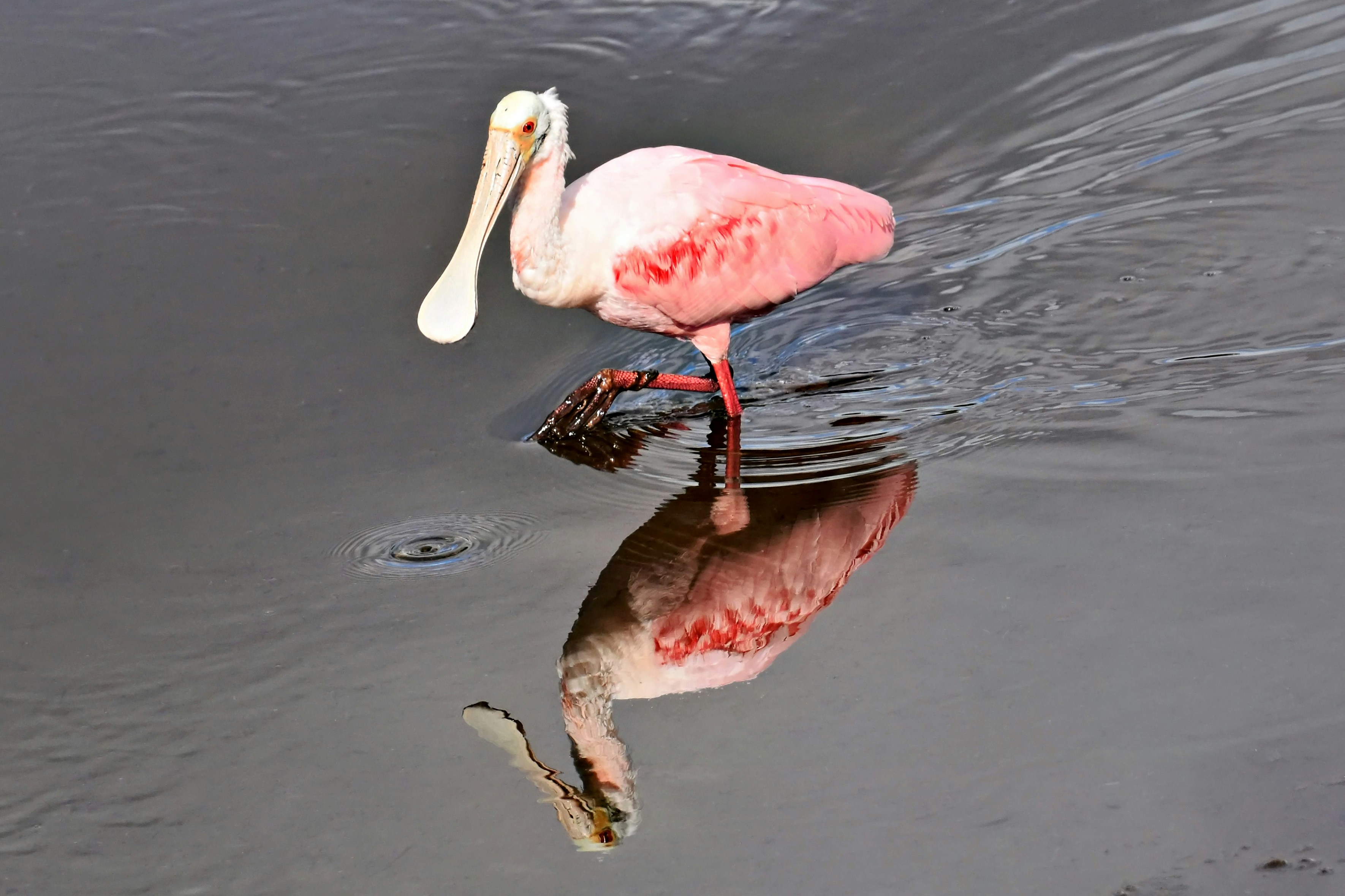 Pink Pelican in Calm Waters and Mirror Image