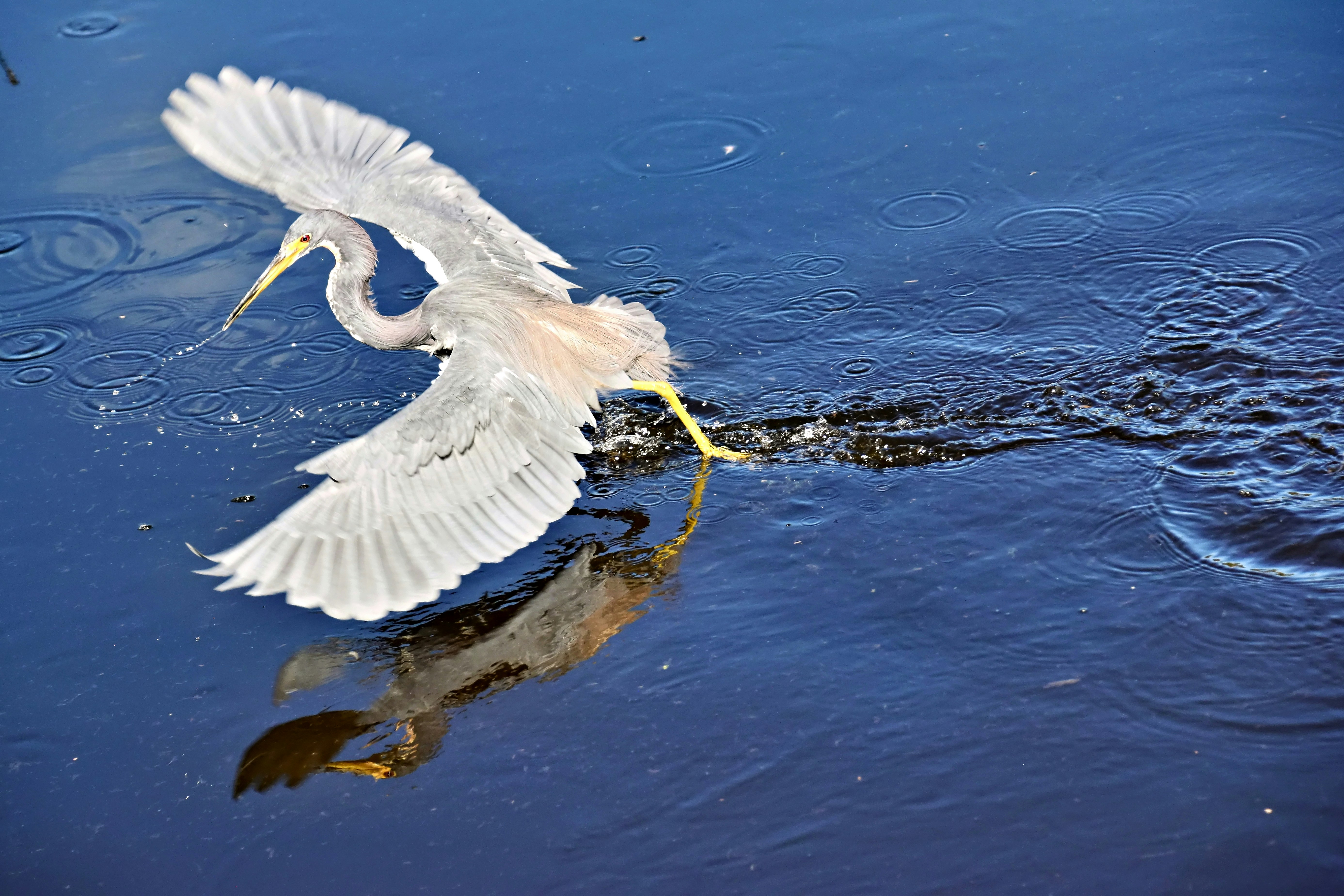 Pale Egret Skims a Midnight River, Wings Spread Over Black Water