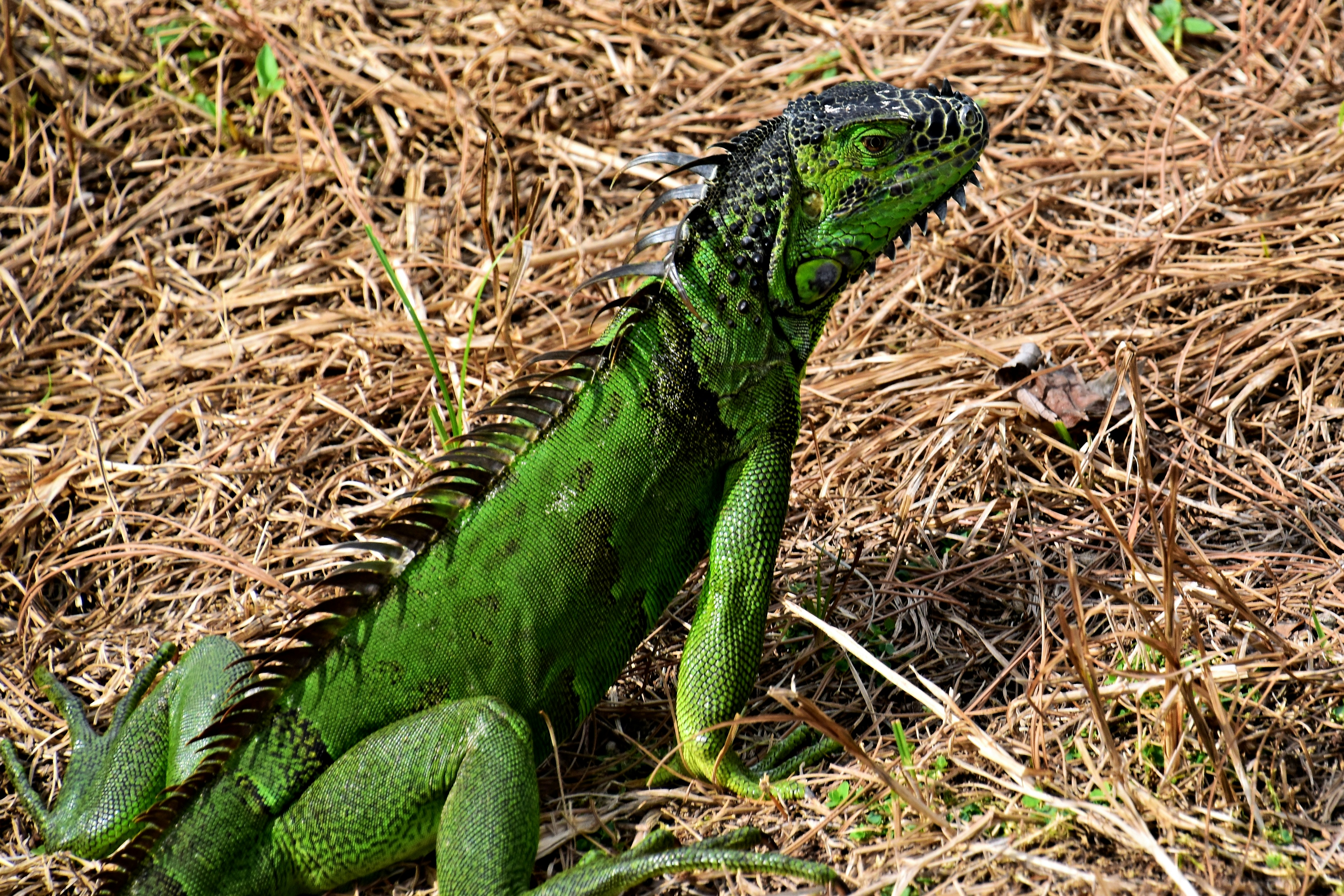 Emerald Predator Reposed in Pine Needle Bed