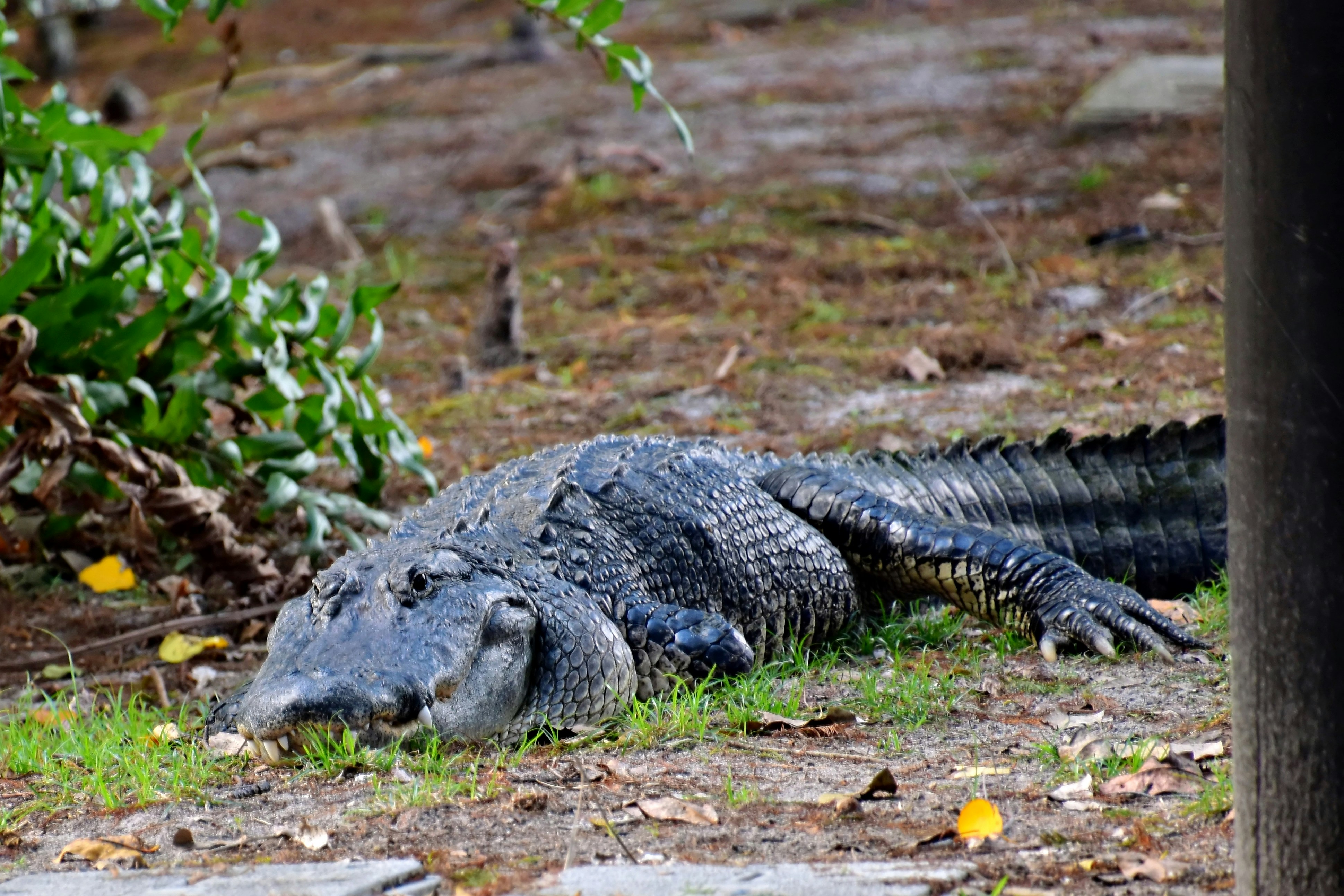 Mellow Alligator Recline in Dappled Woodland Light
