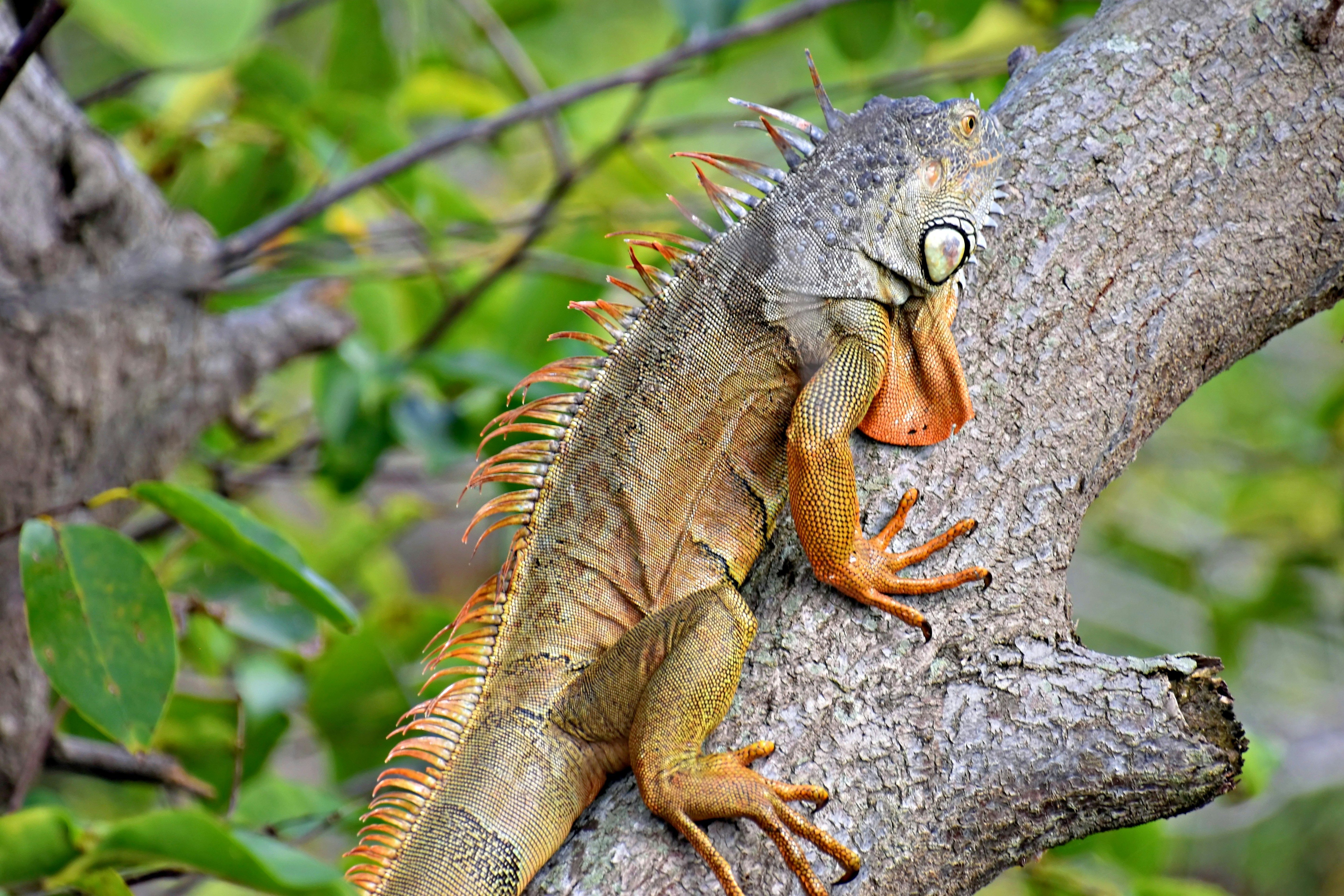 Orange-throated Iguana Climbs a Leafy Branch