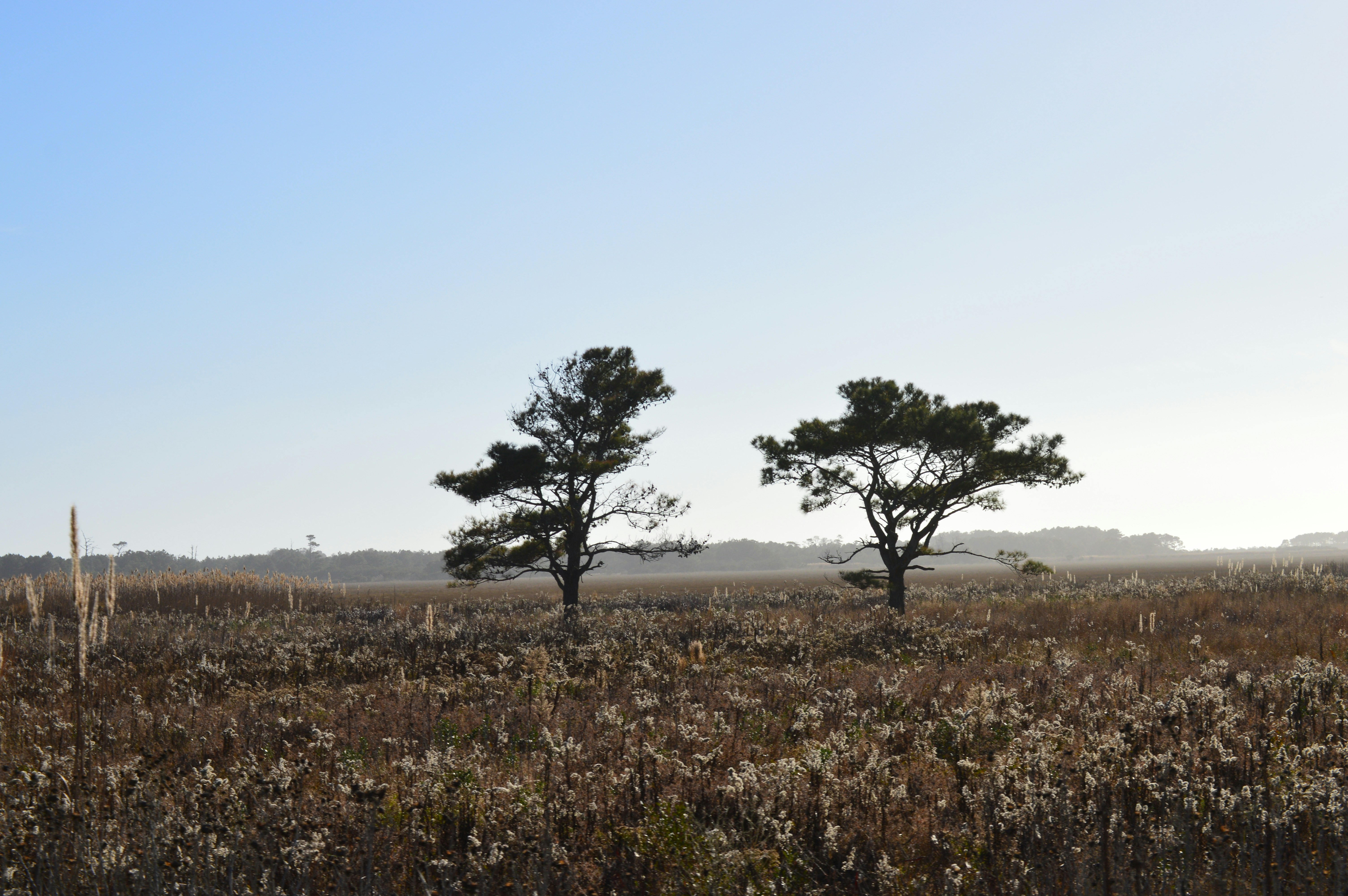 Two Wind-Sculpted Pines Amid Open Heath at Dusk