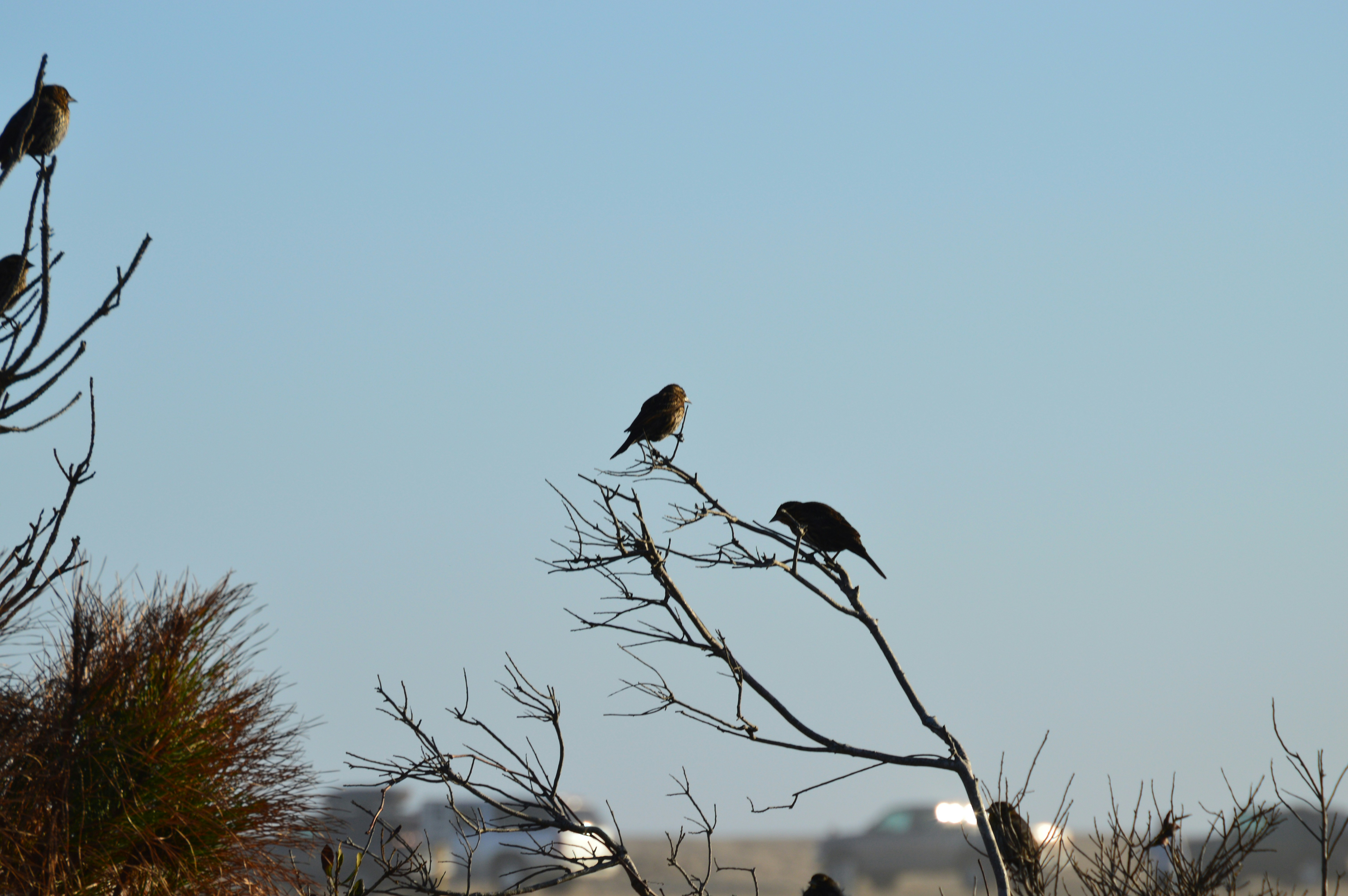 Perched Contrails: Two Birds on a Bare Branch Against a Narrow Sky
