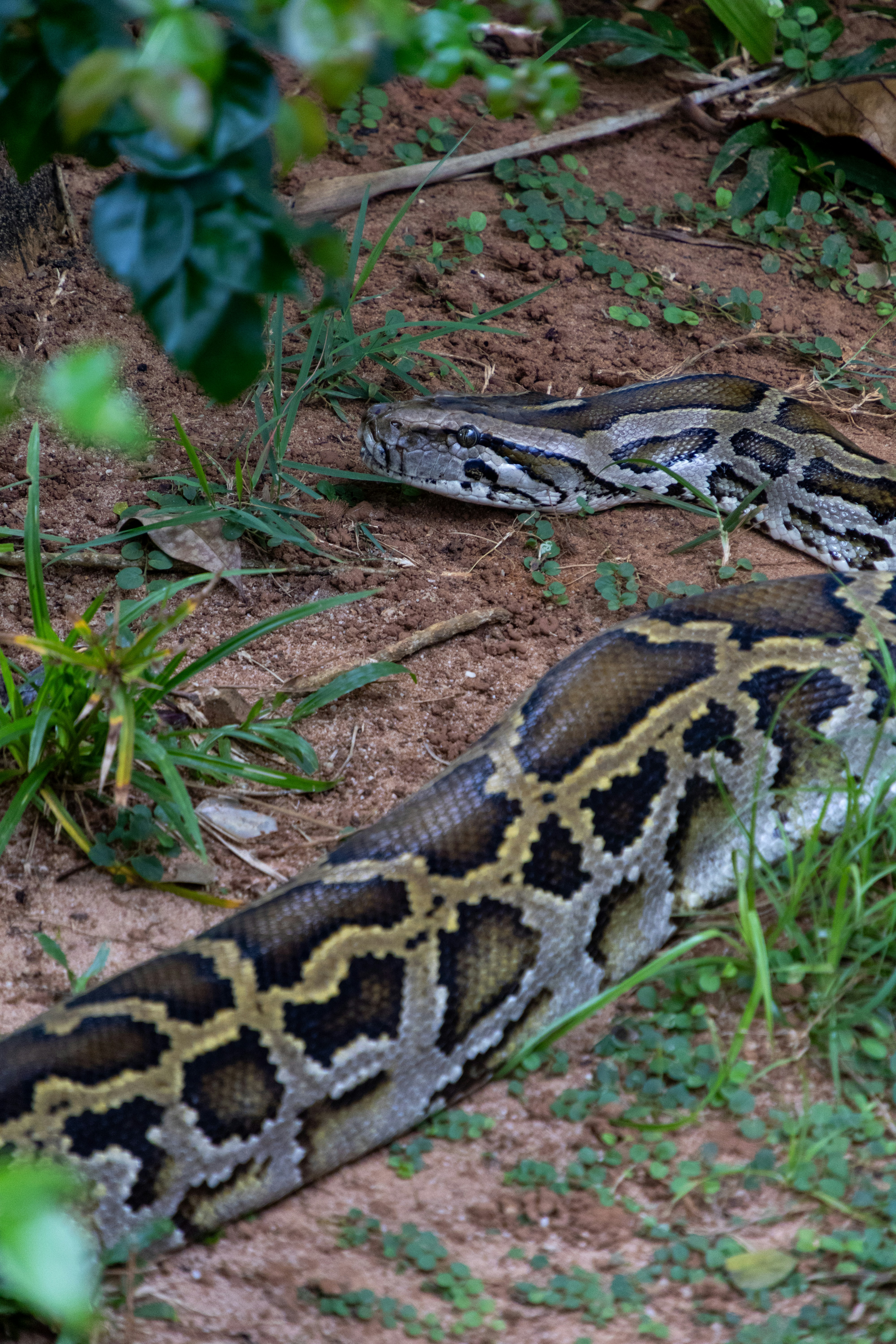 Coiled Sentinel: A Python Stretched Across the Dirt and Green