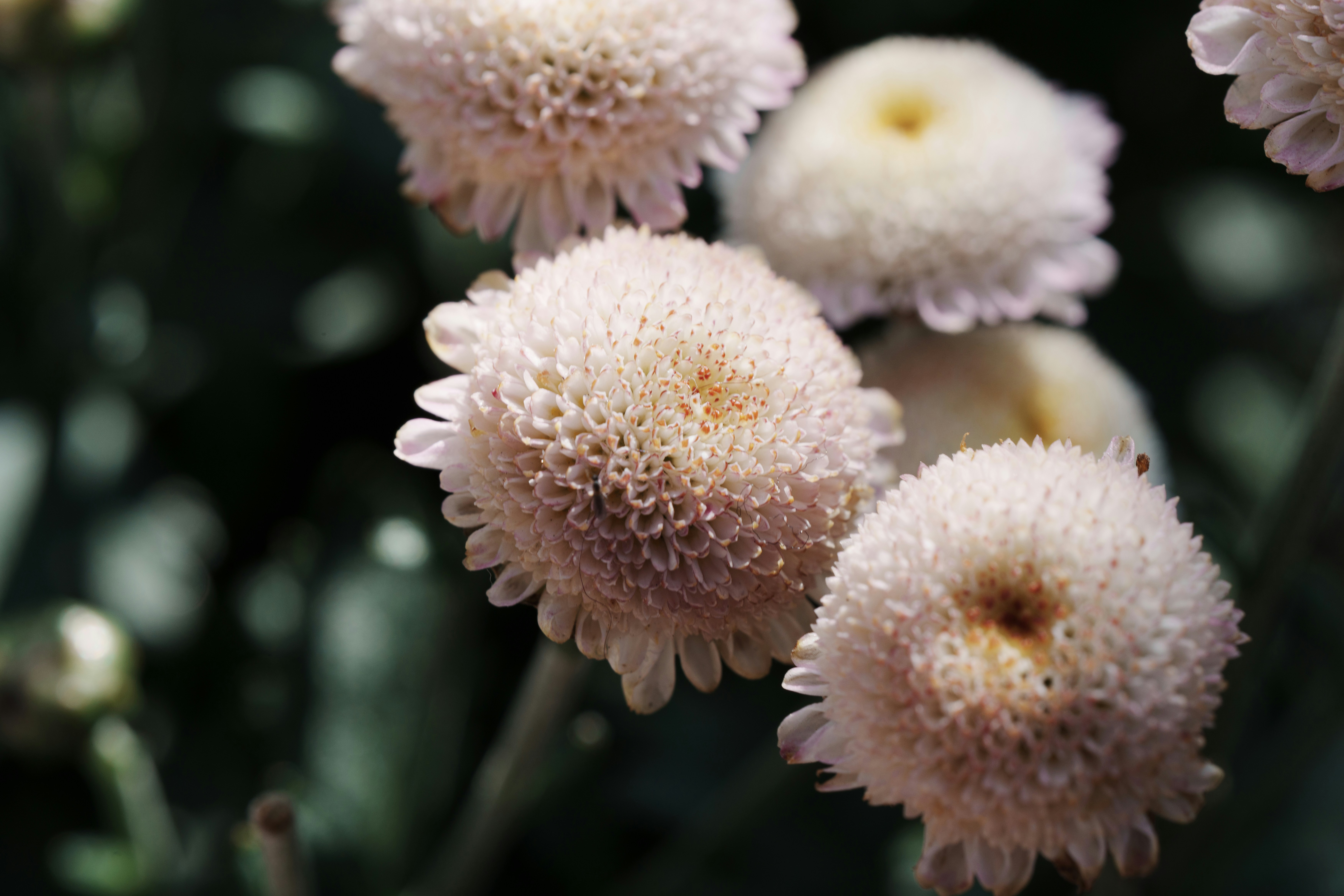 Soft Radiance: Close-Up of Coral-Soft Pincushion Flowers