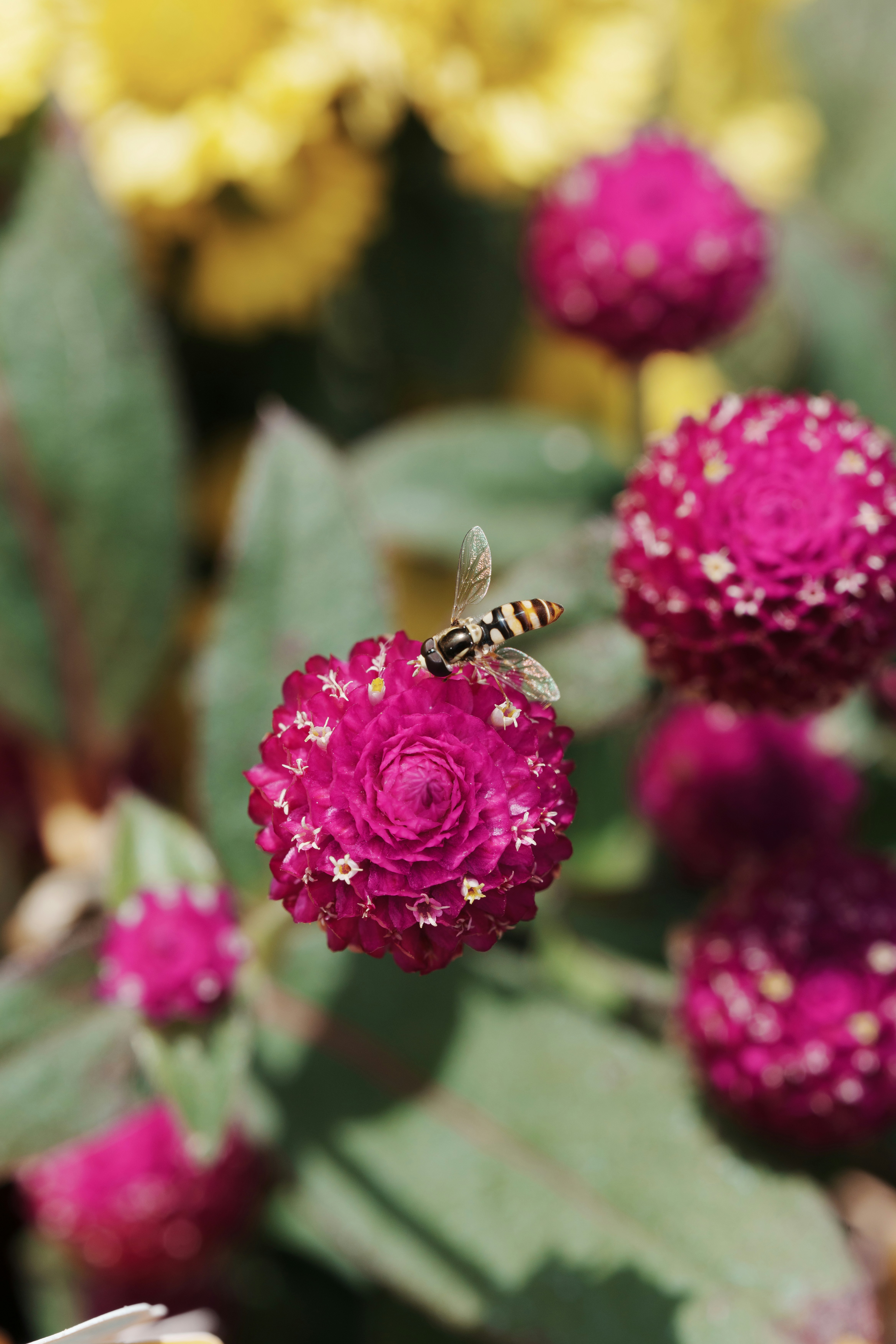 Hovering visitor: a bee harvesting nectar from a magenta globe flower