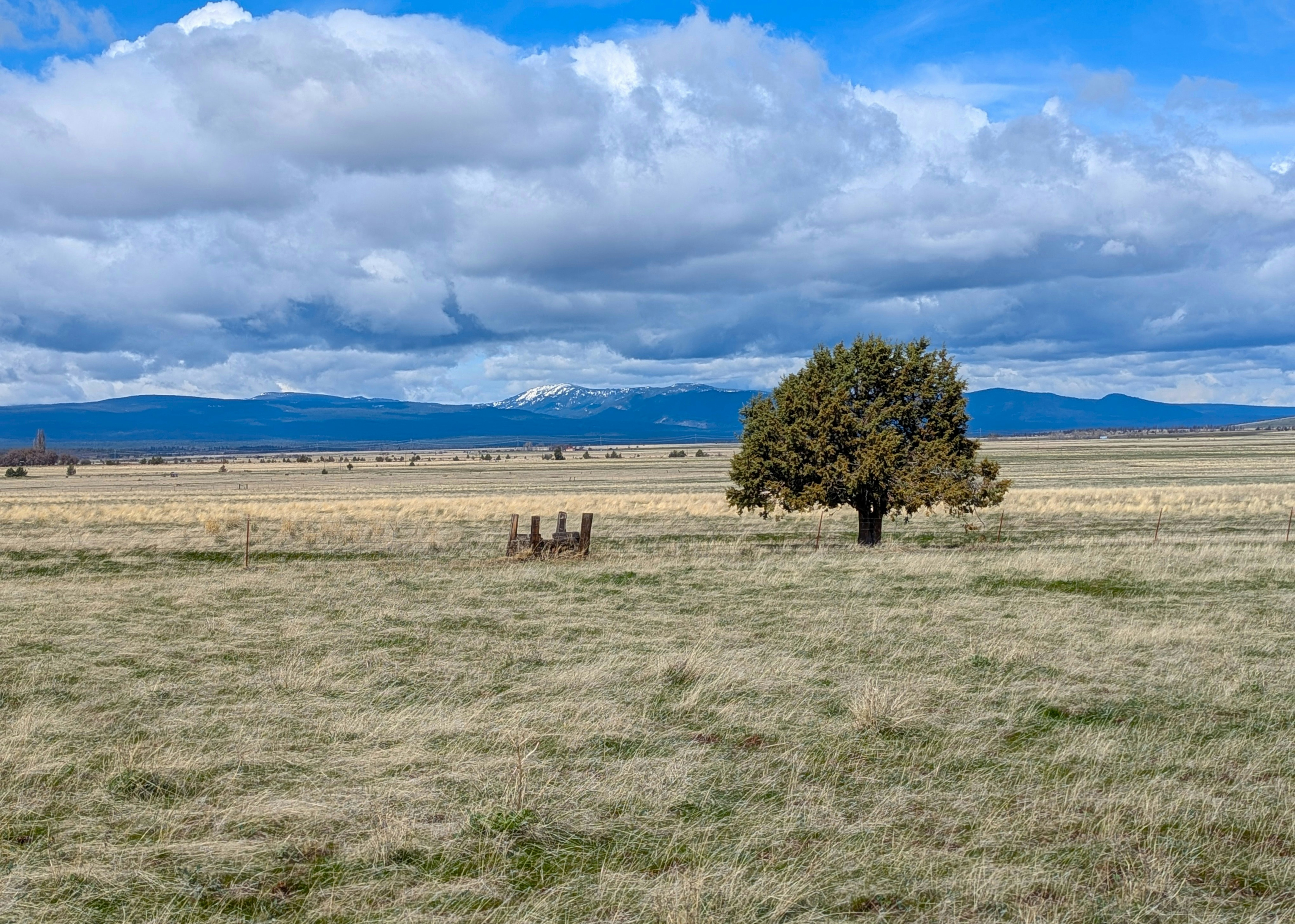  lone oak on a wind-swept plain under dramatic clouds