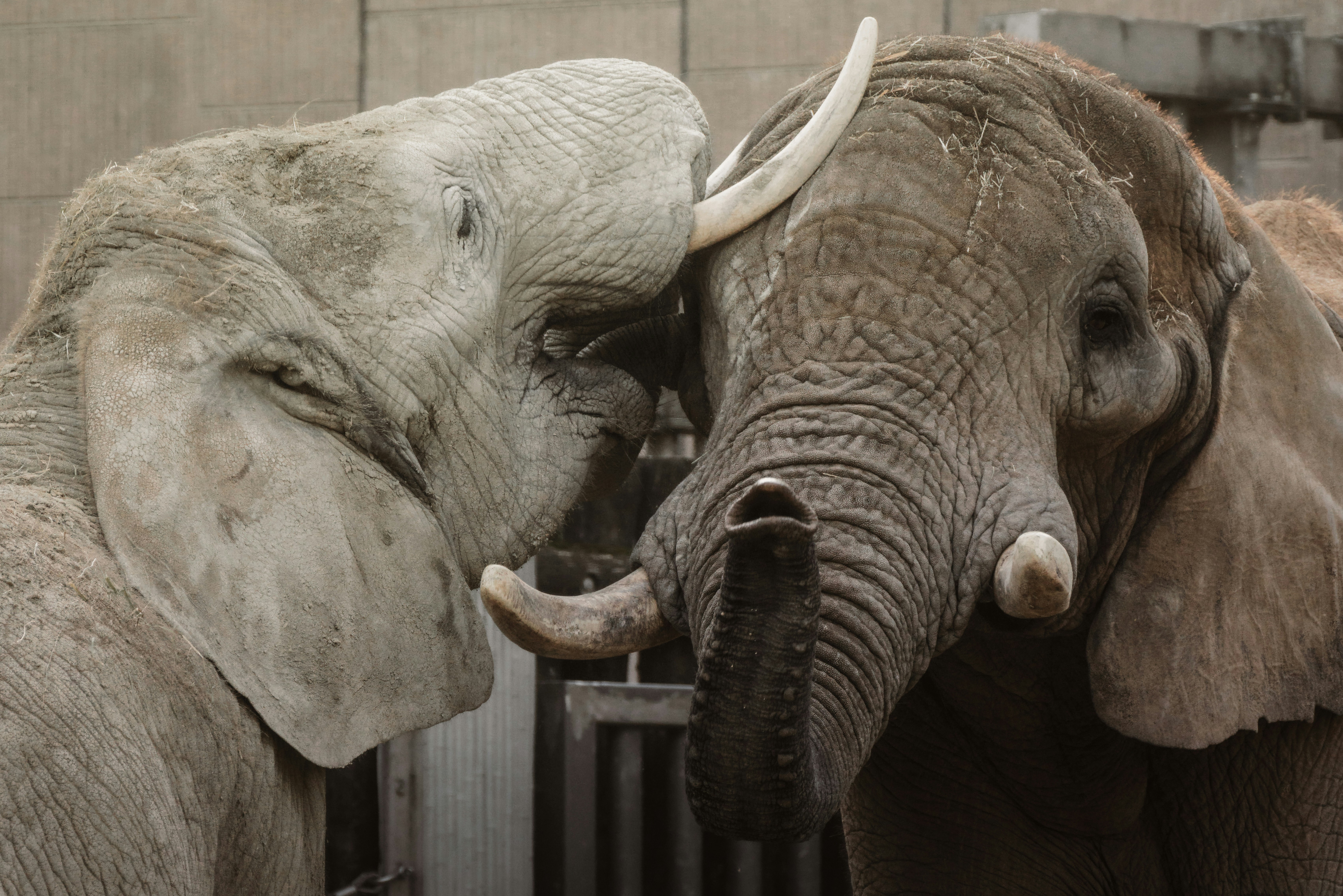 Elegant Standoff: Close-Up of Gentle Giants in Shared Moment