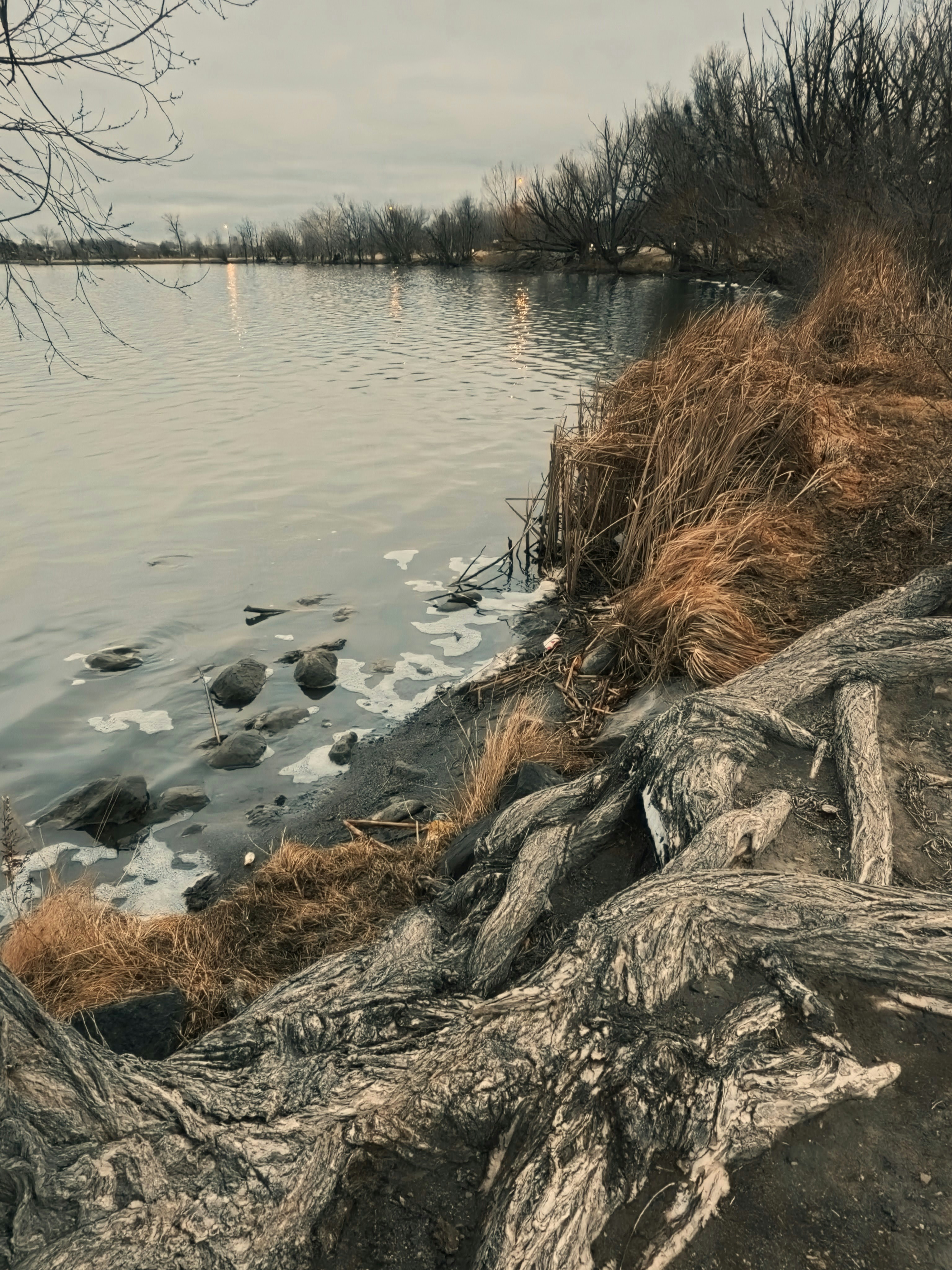 Twilight shoreline: weathered roots meeting calm water