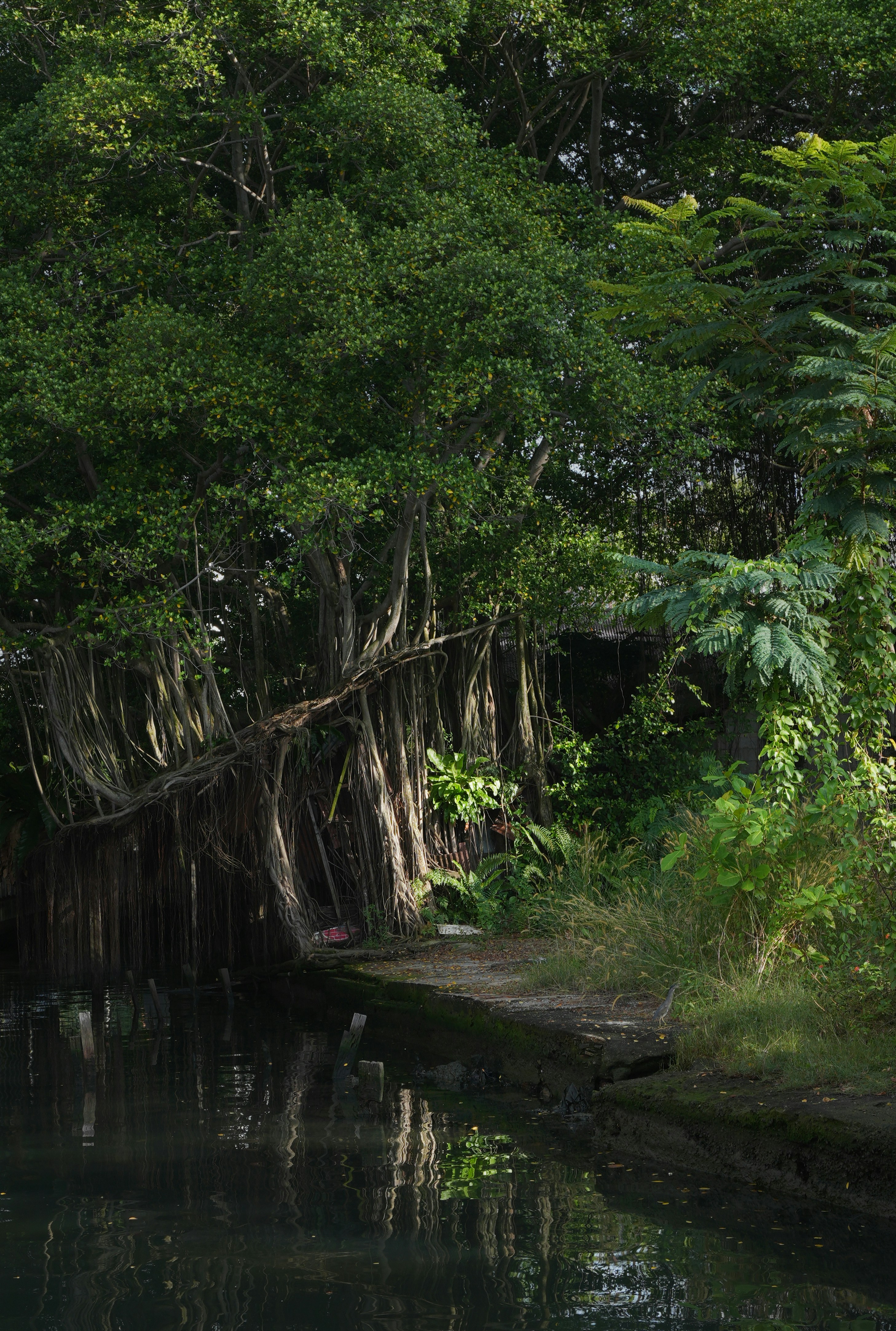 Root-clad shoreline and still water at a lush riverside