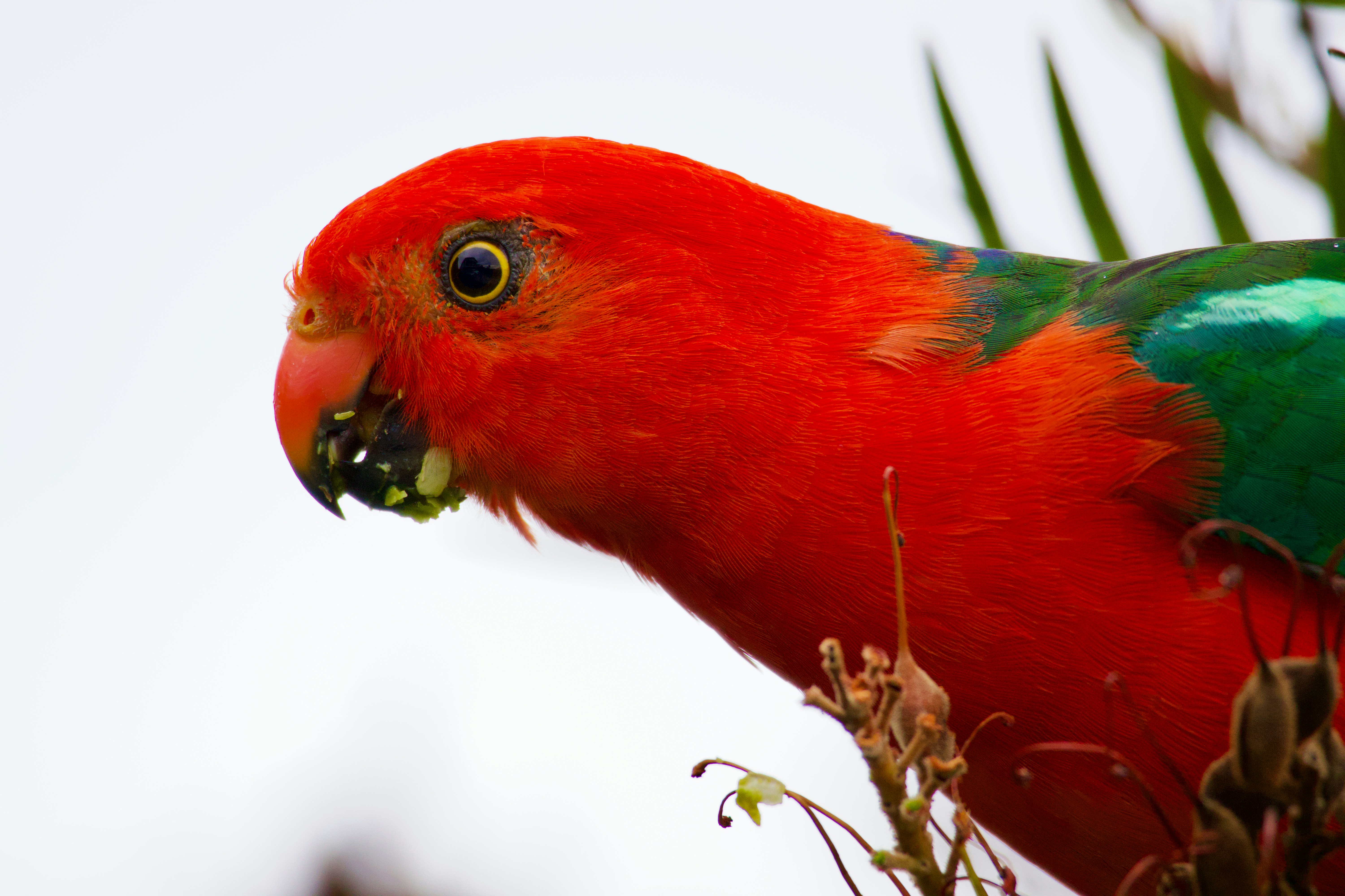 Crimson Beak in Focus: A Scarlet Parrot Peering Through Fresh Greens