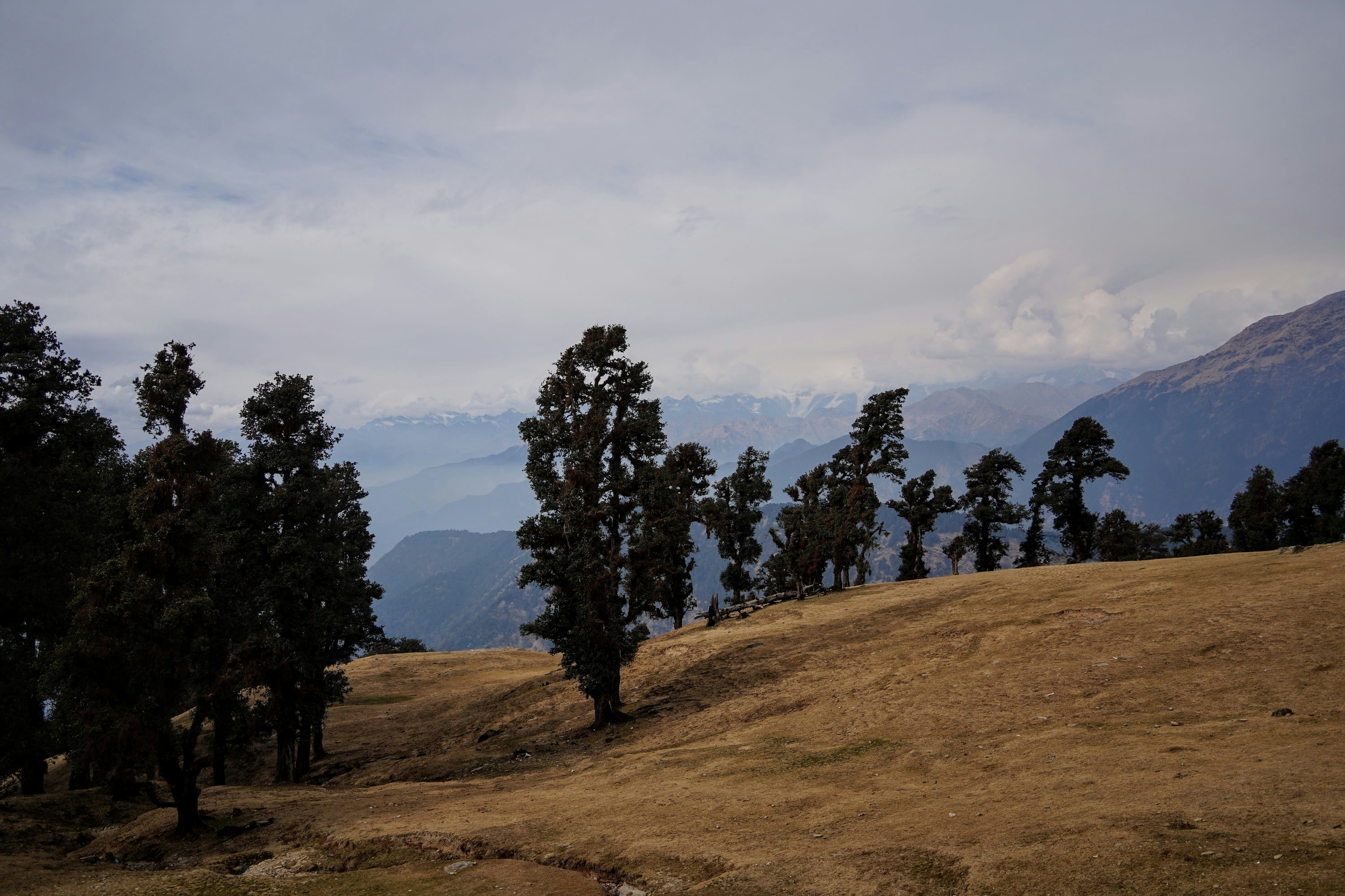 Wind-swept pines on a rolling slope under a expansive mountain sky