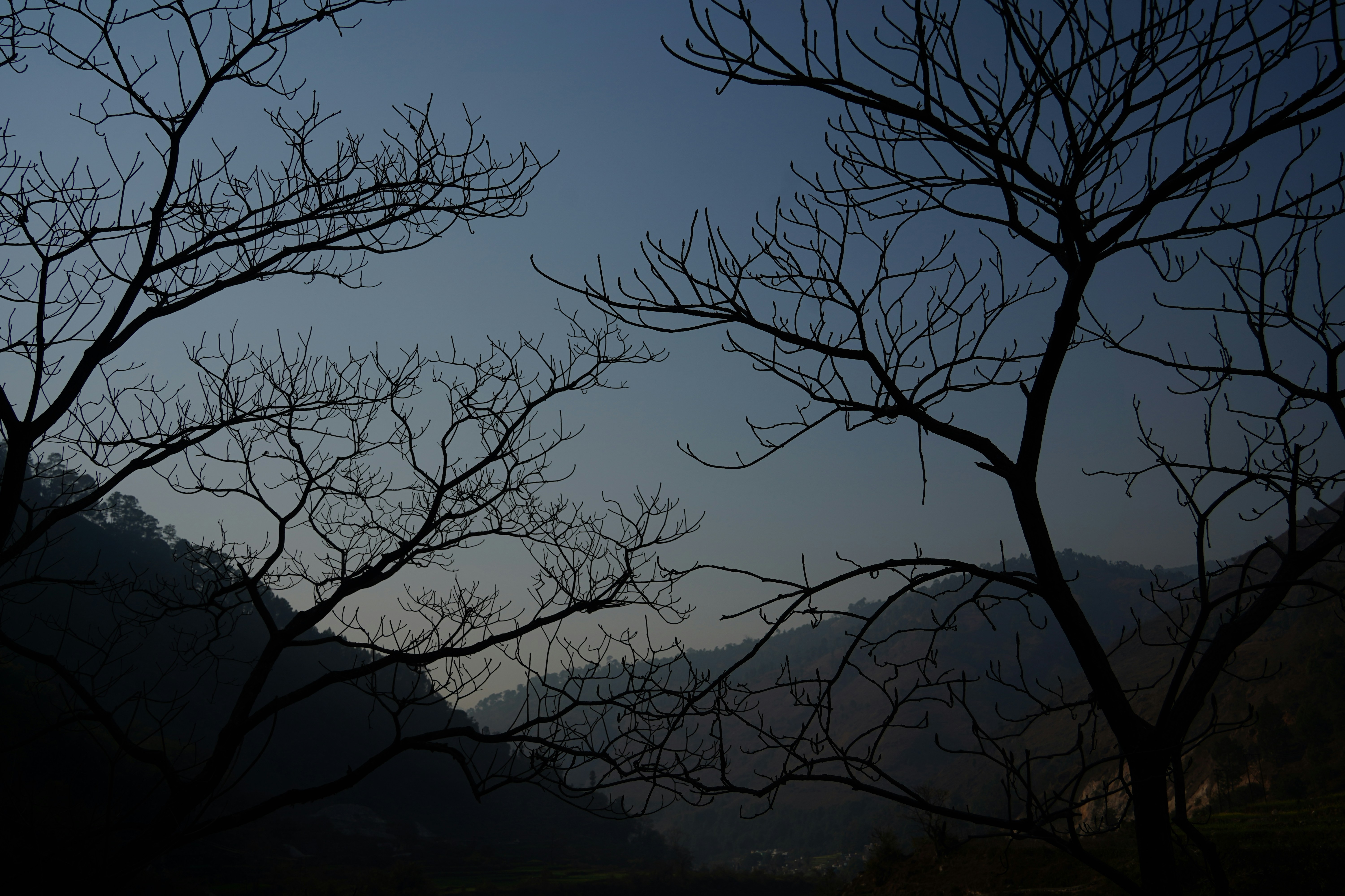 Silhouetted Winter Trees Framing a Dim Distant Horizon