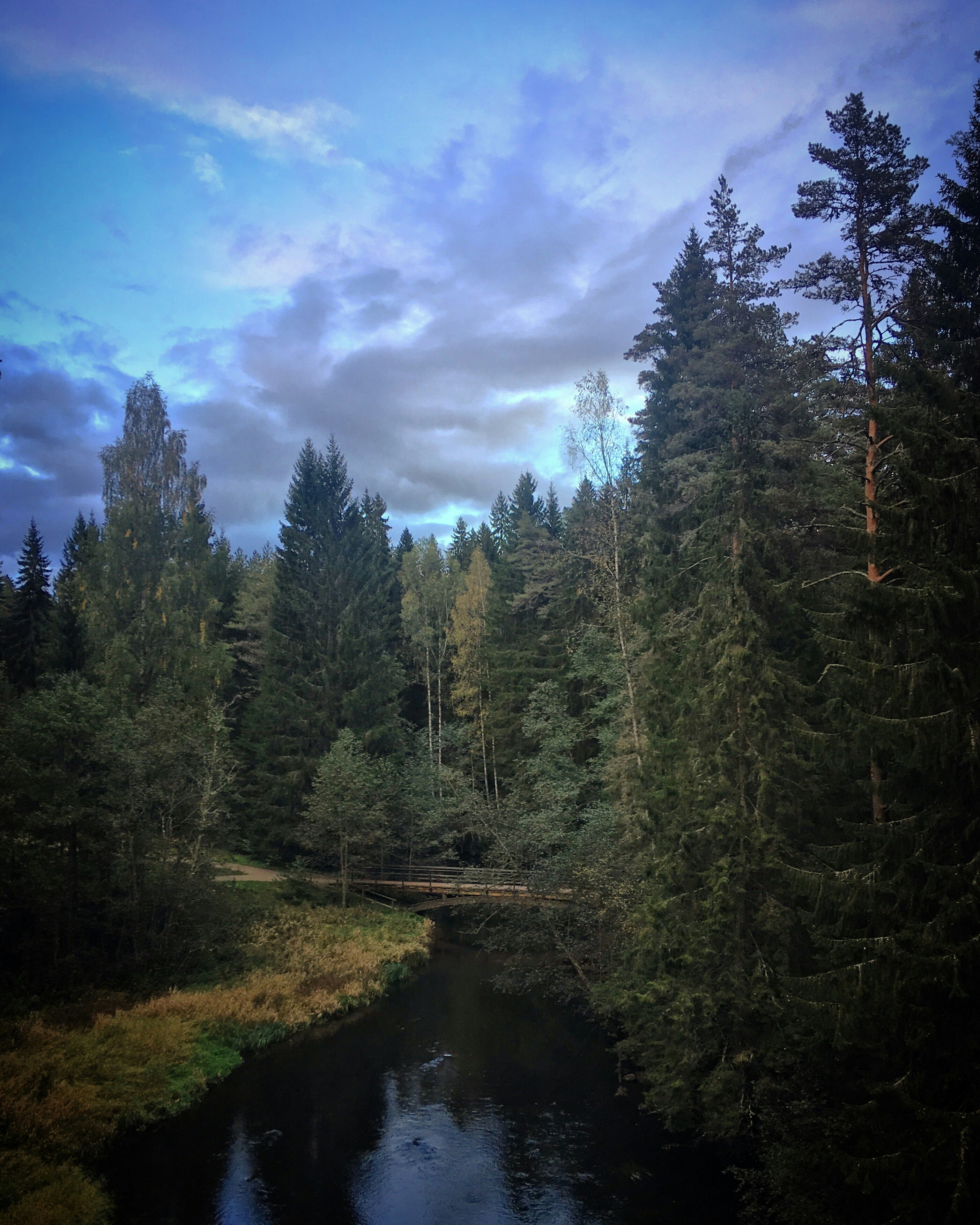 Dusk Over the Quiet River: A Conifer Symphony