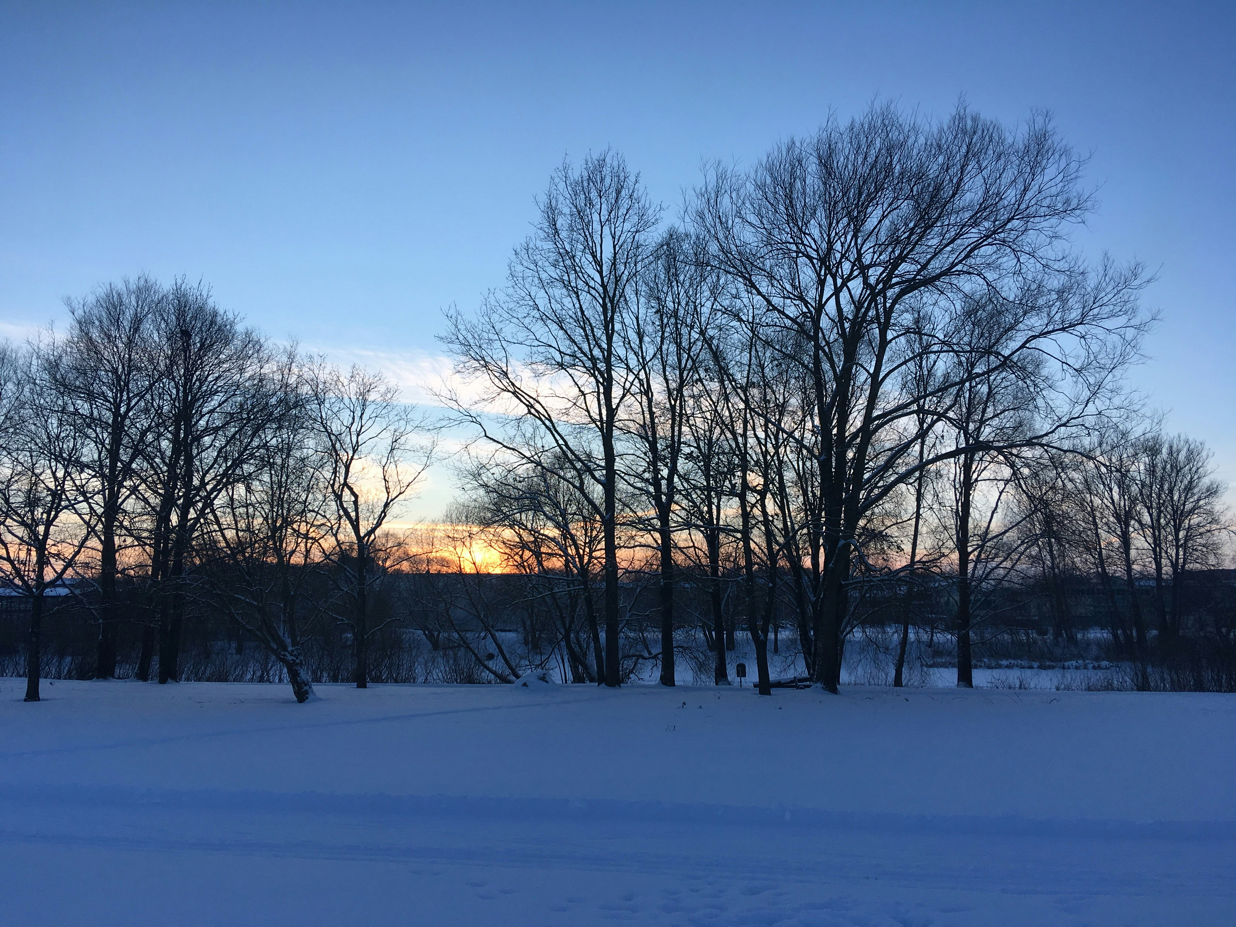 Twilight Row of Skyward Trees Over Snow-Bed Landscape