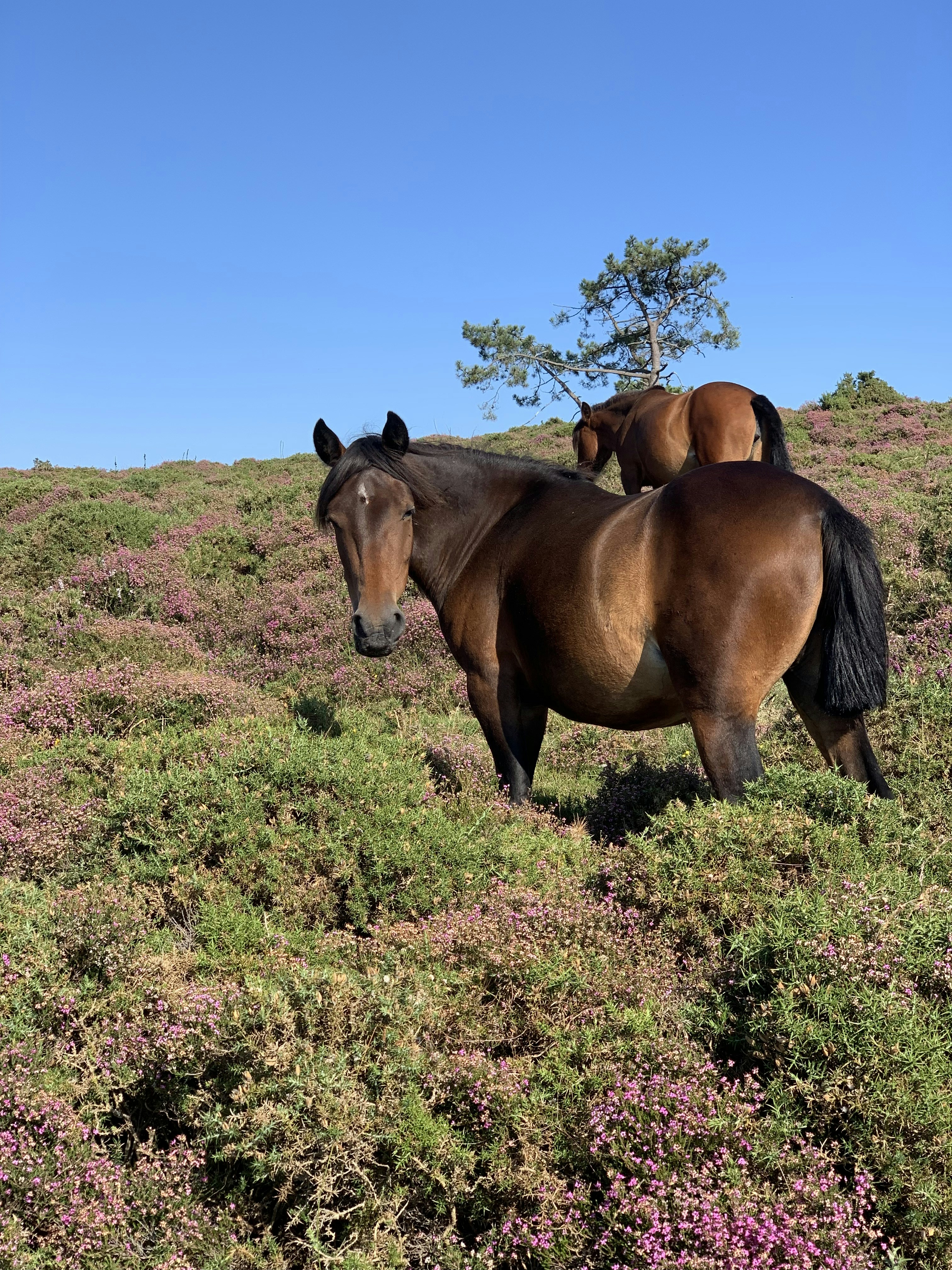 Horses in a Heathered Moor under a Clear Summer Sky
