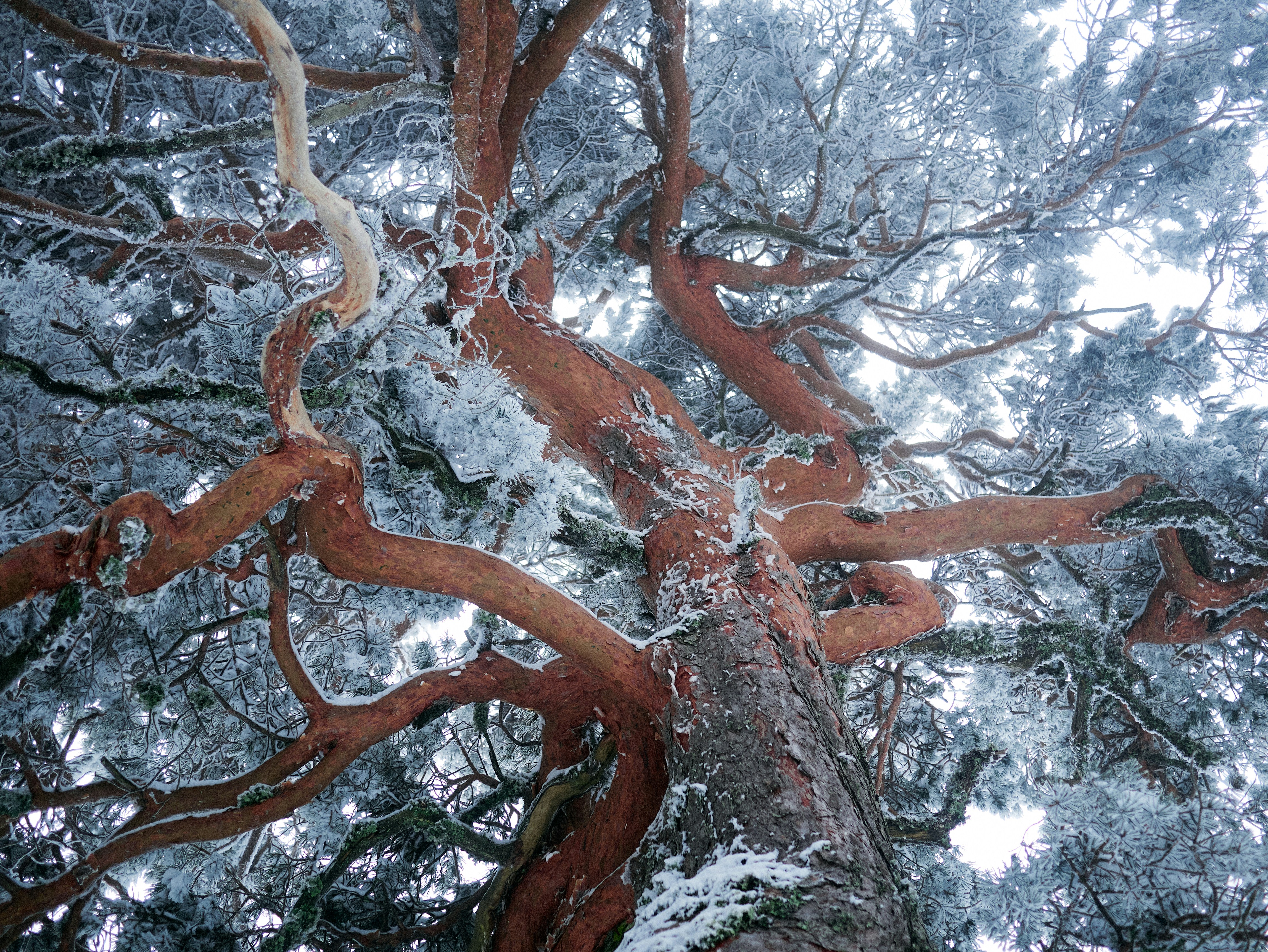 Winter Odyssey: Glowing Red Bark Amid Snow-Kissed Juniper
