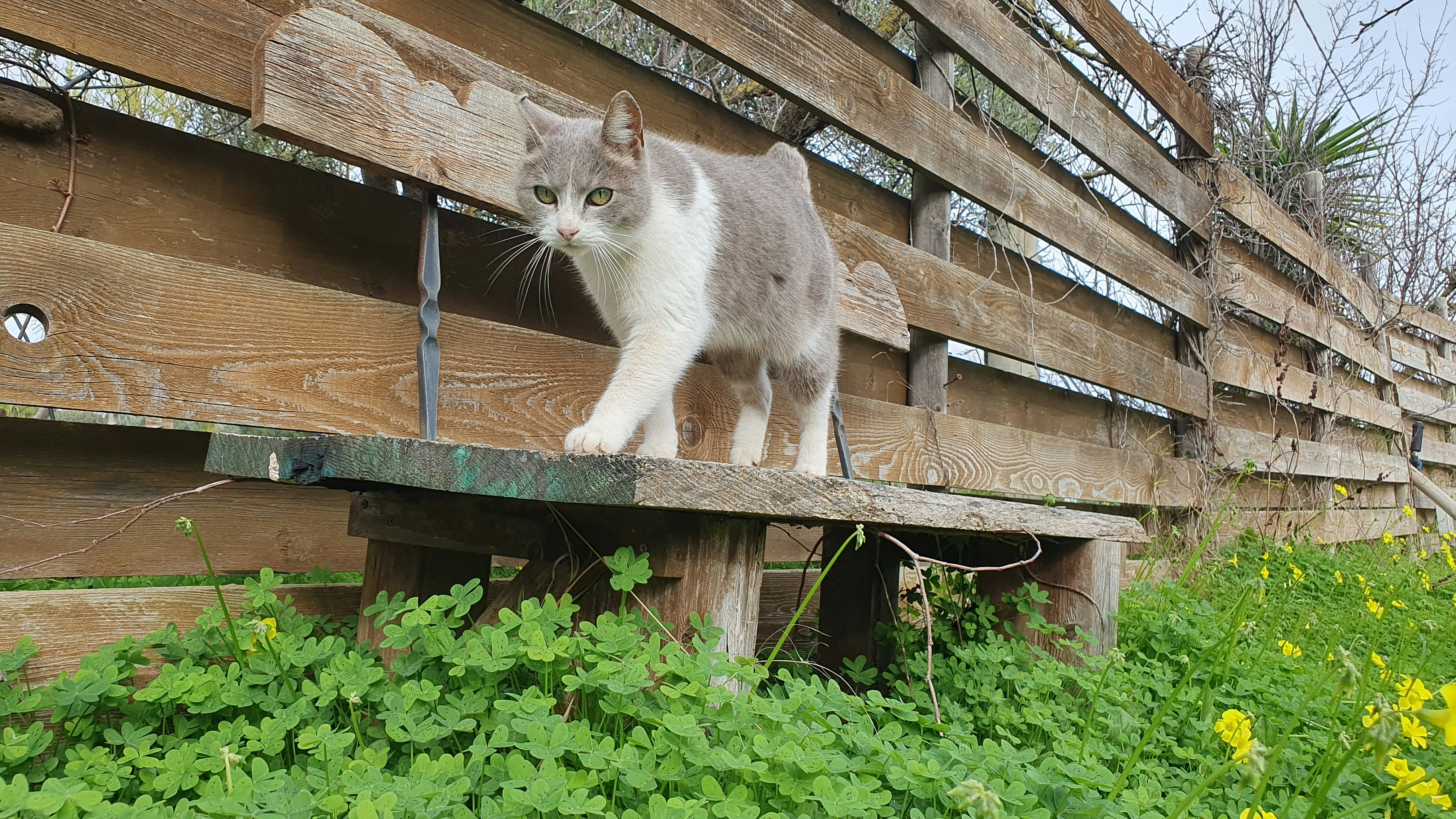 Curious Cat on a Wooden Fence Balcony