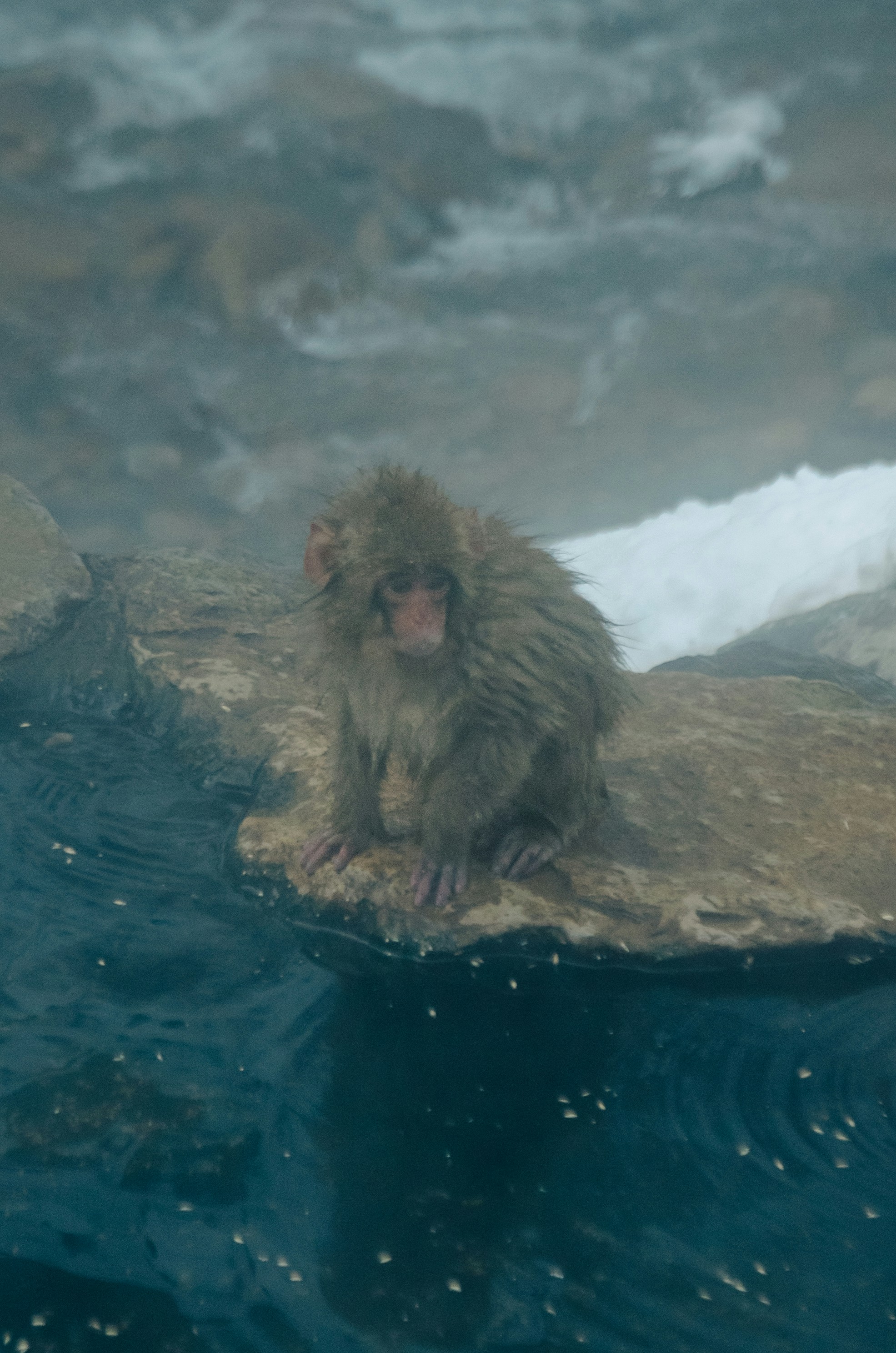 A monkey sits on a rock in hot springs. photo – Free Animal Image on ...
