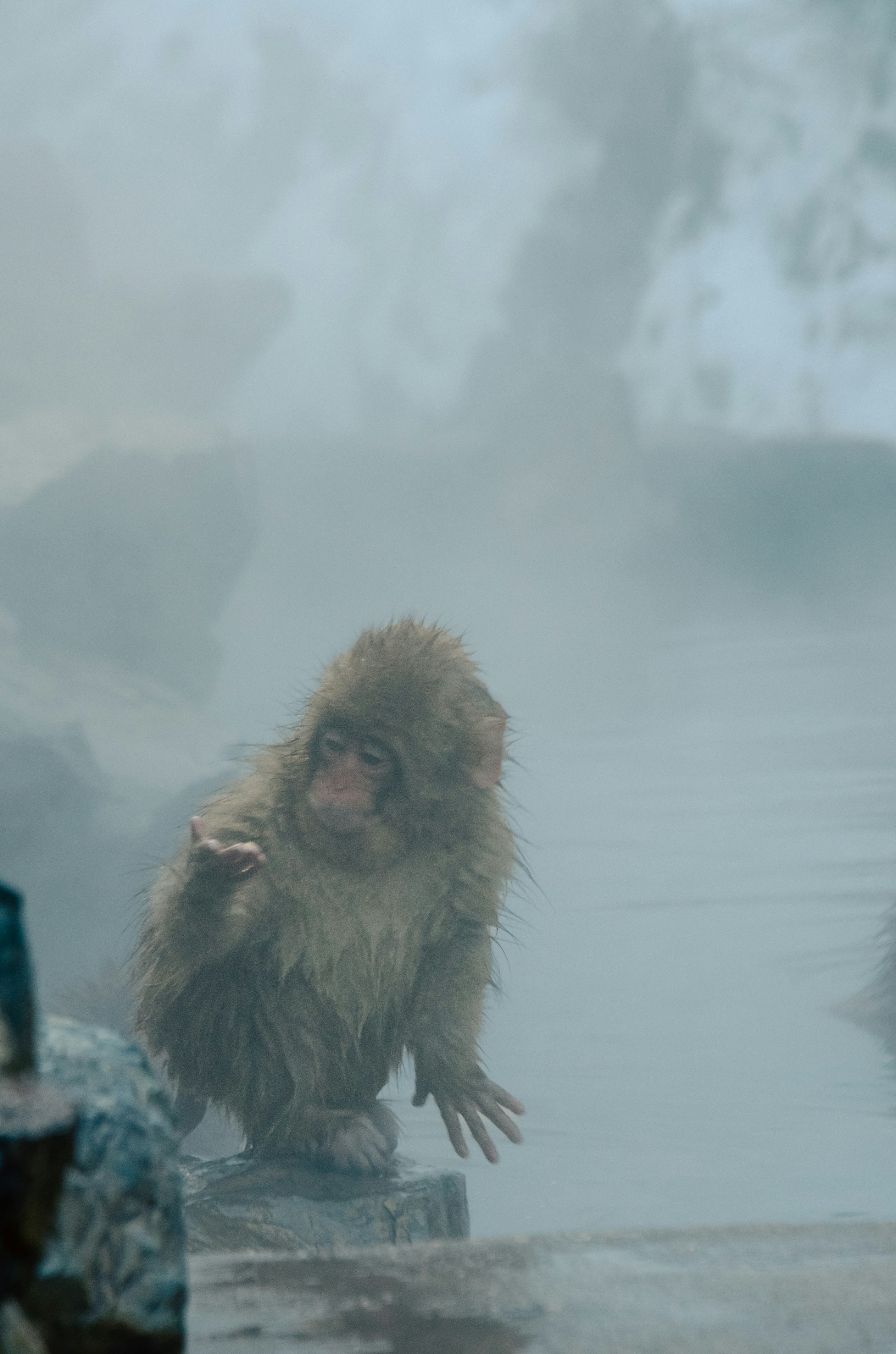 Steam-Cloaked Primate: A Misty Encounter by the Hot Springs