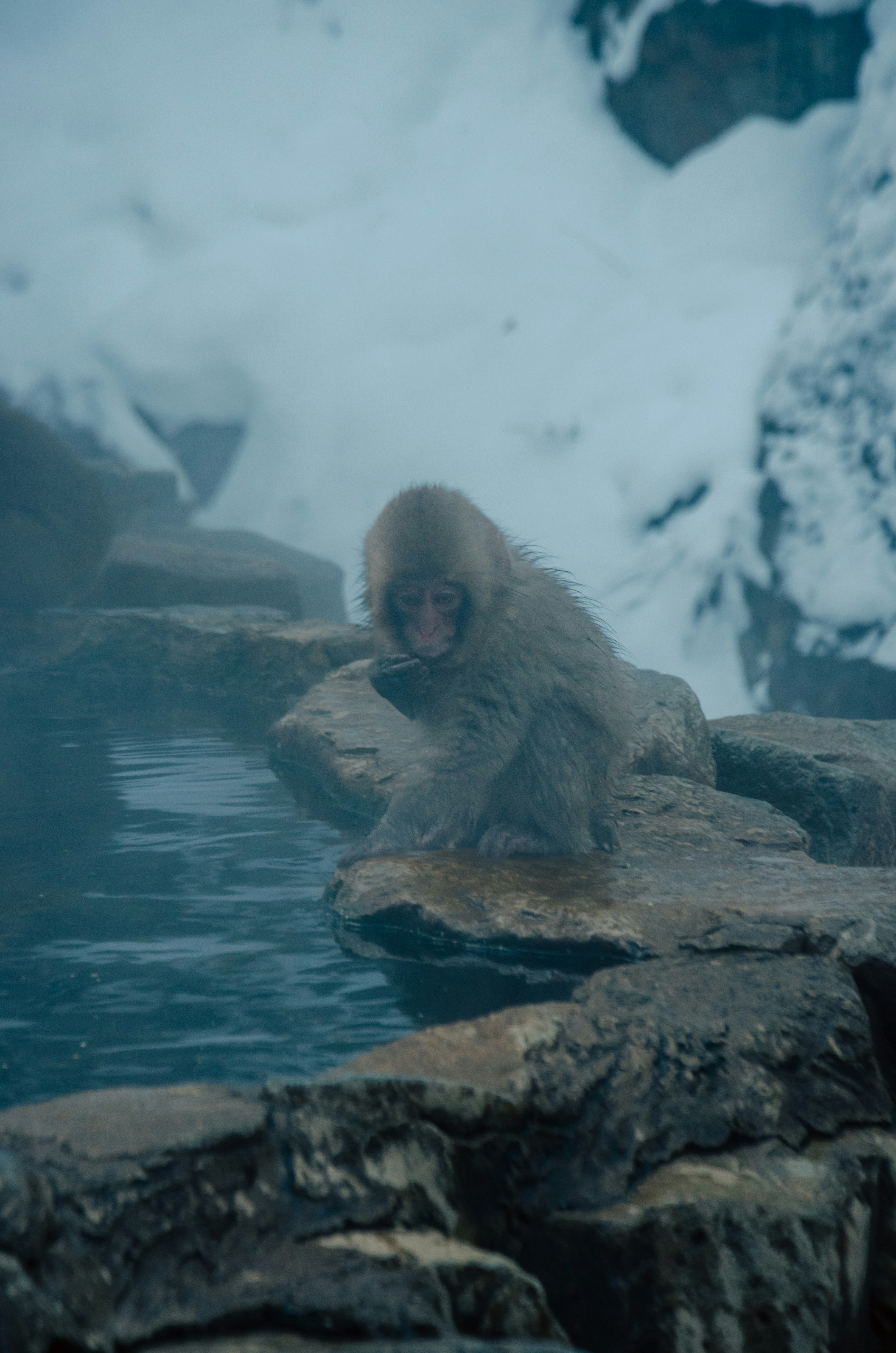 Snowy Thermal: A lone monkey watches from a rocky ledge by a steaming pool