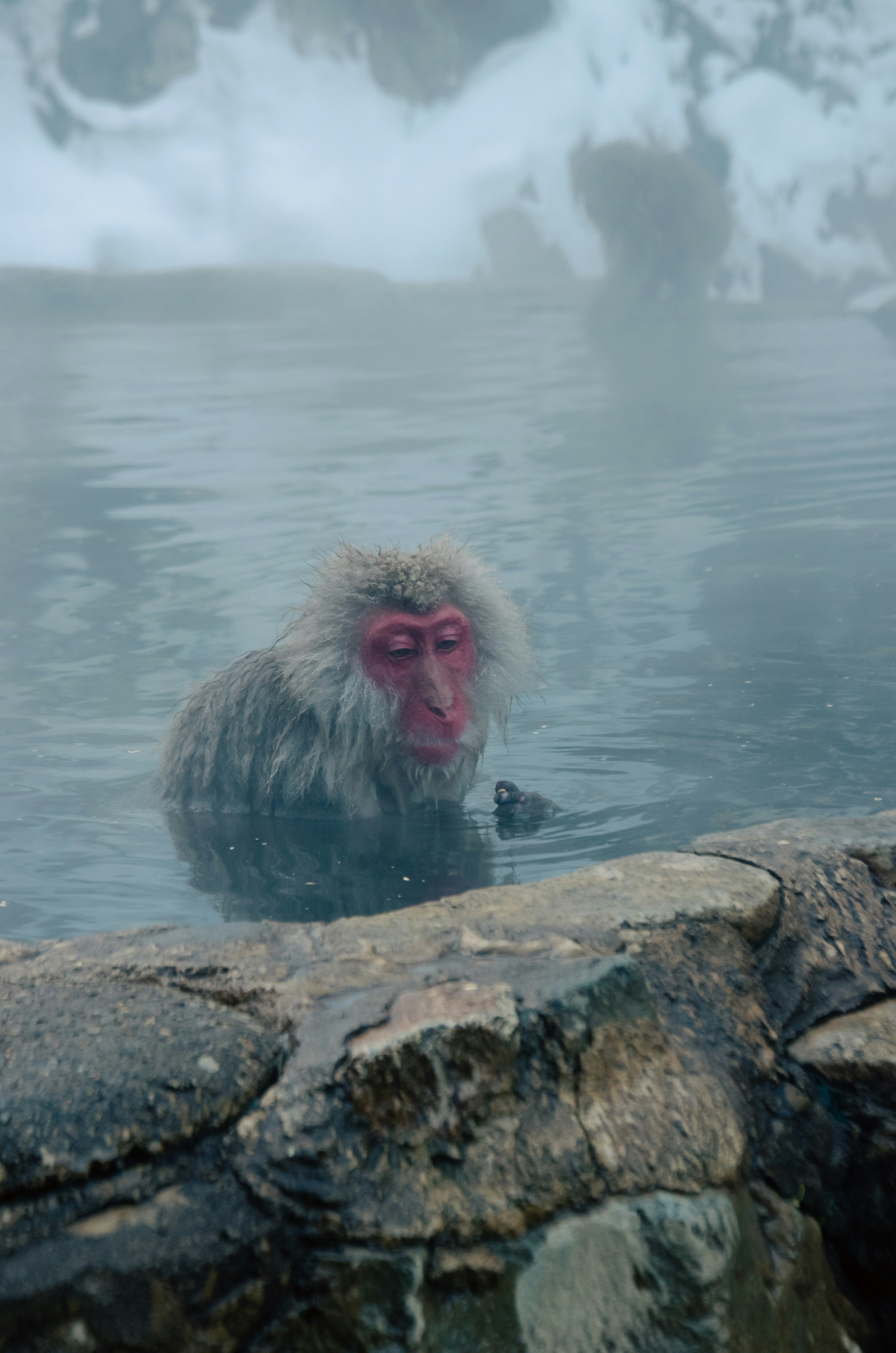 Red-Faced Monkey in Thermal Pool Beneath Misty Peaks